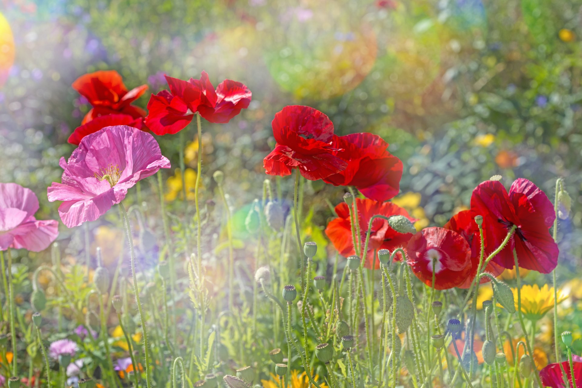 Summer Poppy Bloom - 4K Ultra HD Wallpaper