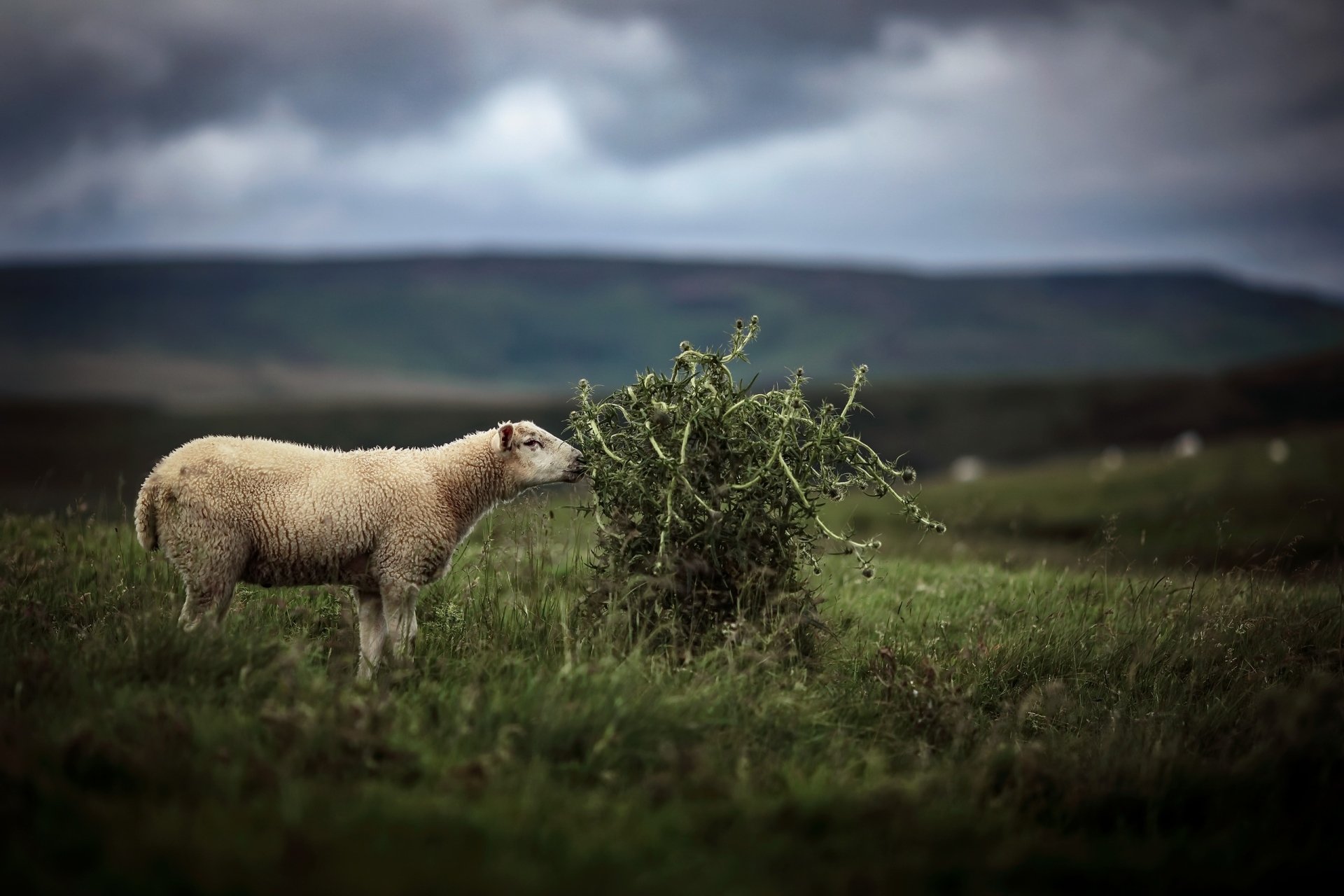 Download Grass Depth Of Field Animal Sheep HD Wallpaper