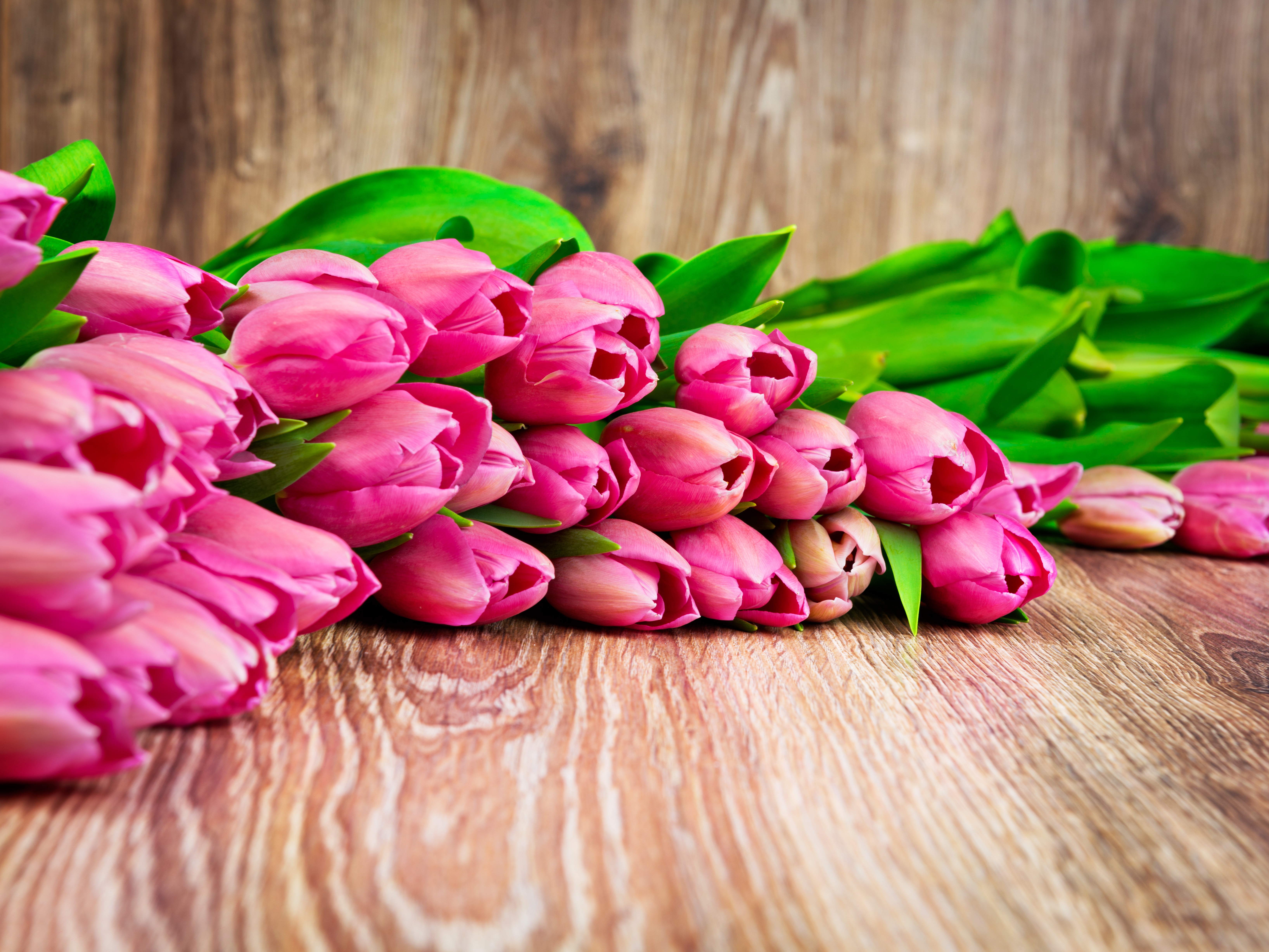 Download Pink Flower Tulip Man Made Flower 4k Ultra HD Wallpaper