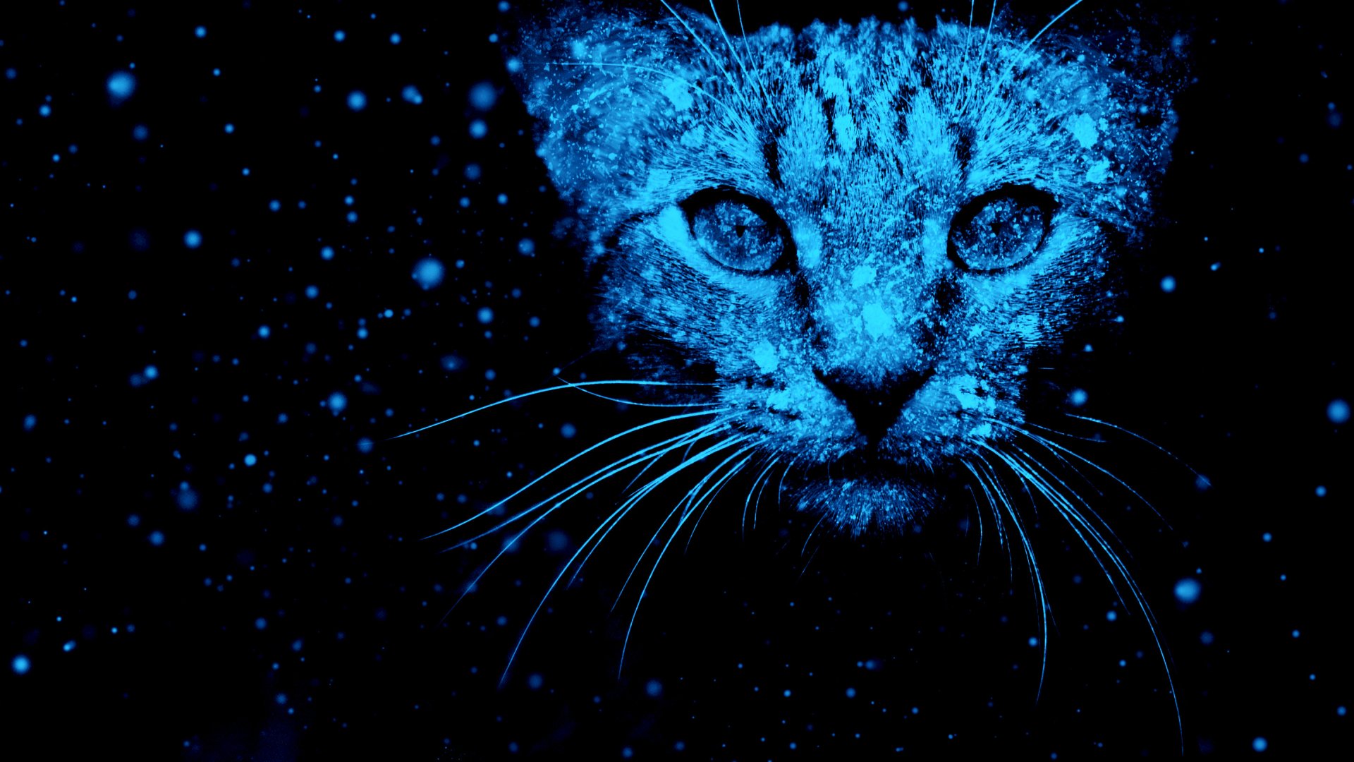 Azure Nebula Cat — 2K Quad HD Wallpaper | 2878x1619 | Wallpaper Abyss