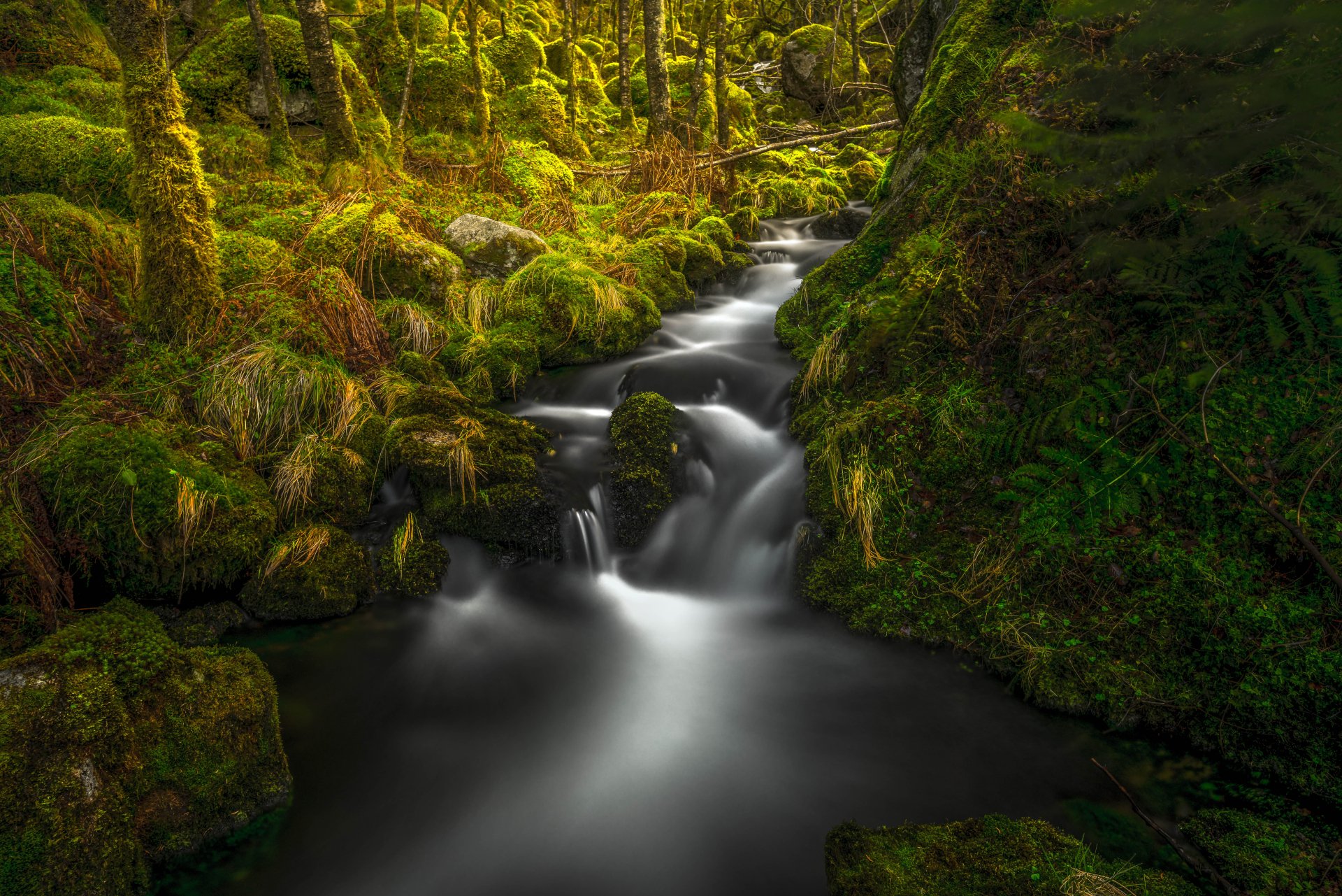 Download Moss Forest Nature Stream 4k Ultra HD Wallpaper
