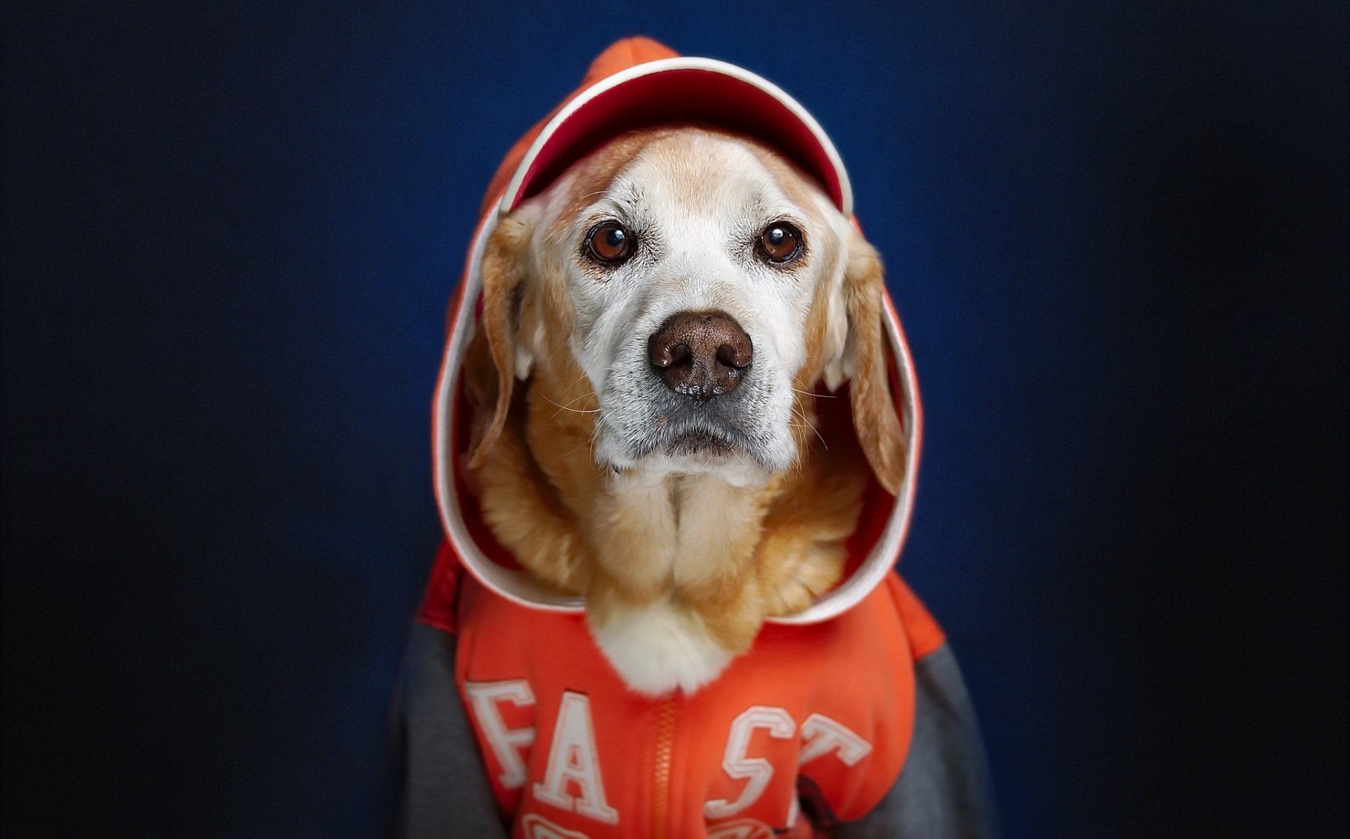 Pag Dog Hd Wallpapers Cool