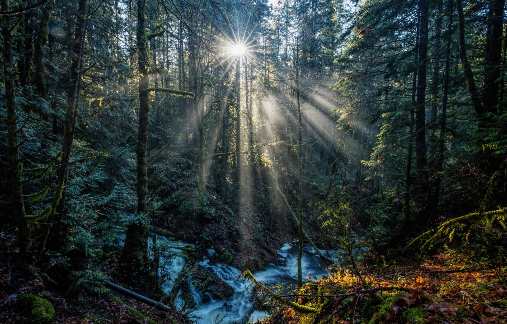 Sunlit Forest Stream – 4K Ultra HD Nature Wallpaper