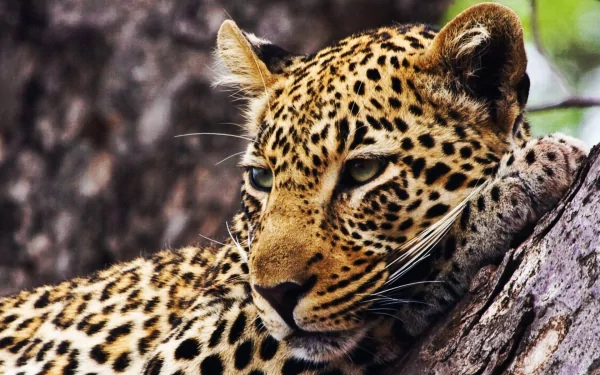 Download Animal Leopard HD Wallpaper