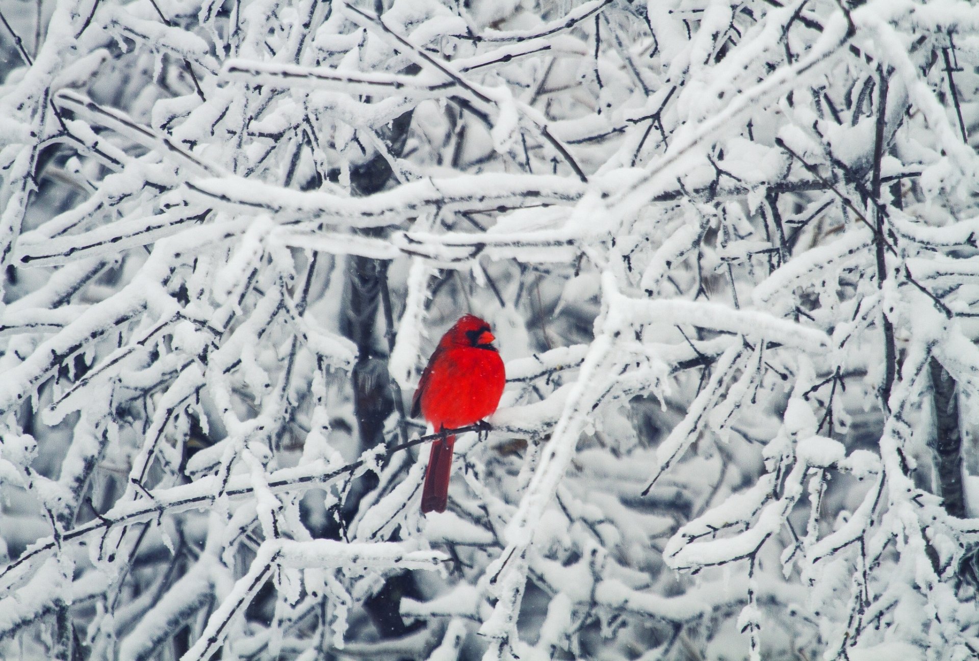Snow And Cardinals Wallpaper For Desktop