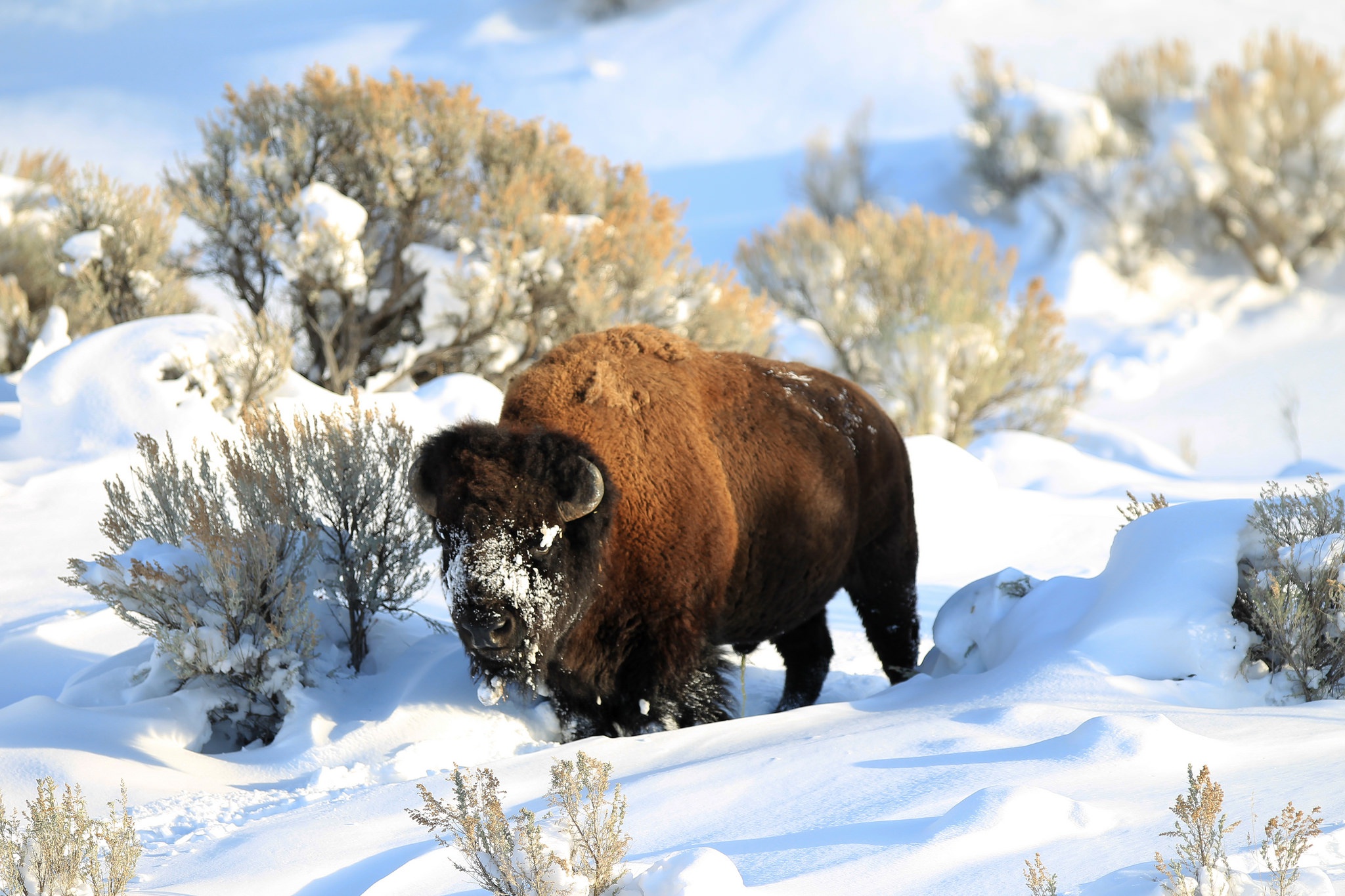 Winter Majesty: American Bison in Snowy Wilderness HD Wallpaper