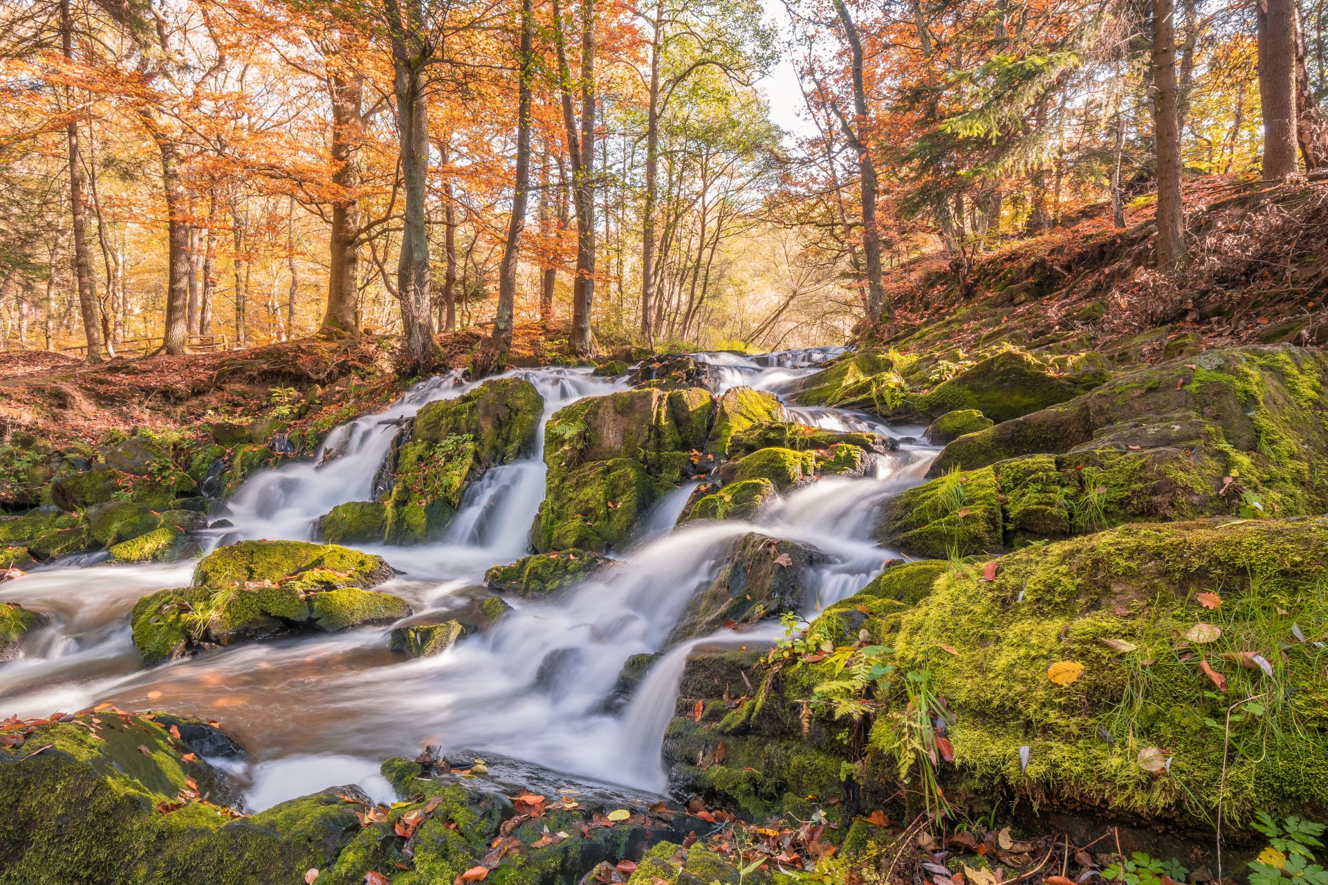 Download Fall Forest Moss Nature Waterfall 4k Ultra HD Wallpaper