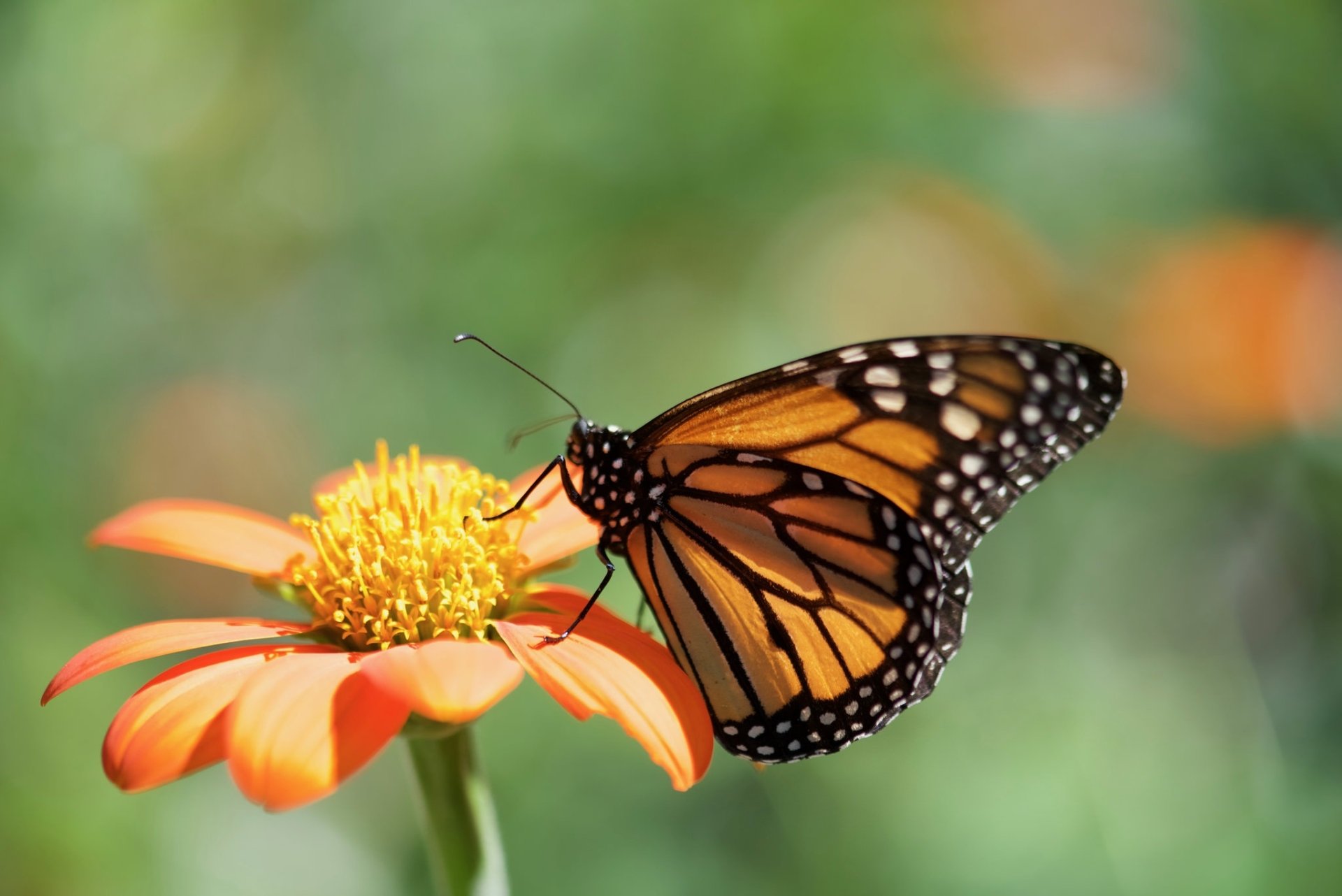 Download Macro Insect Orange Flower Animal Butterfly HD Wallpaper