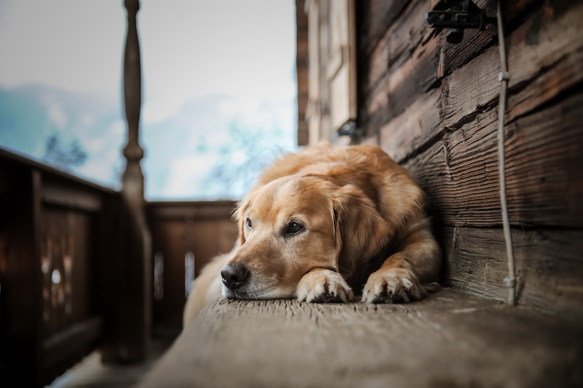 Large Dogs Wallpapers Hd