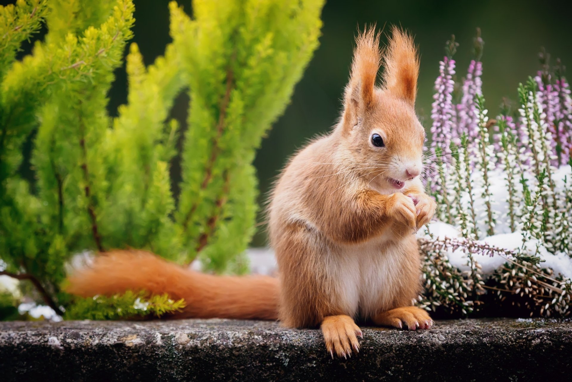 HD Squirrel Snapshot: Charming Rodent in Natural Woodland Setting
