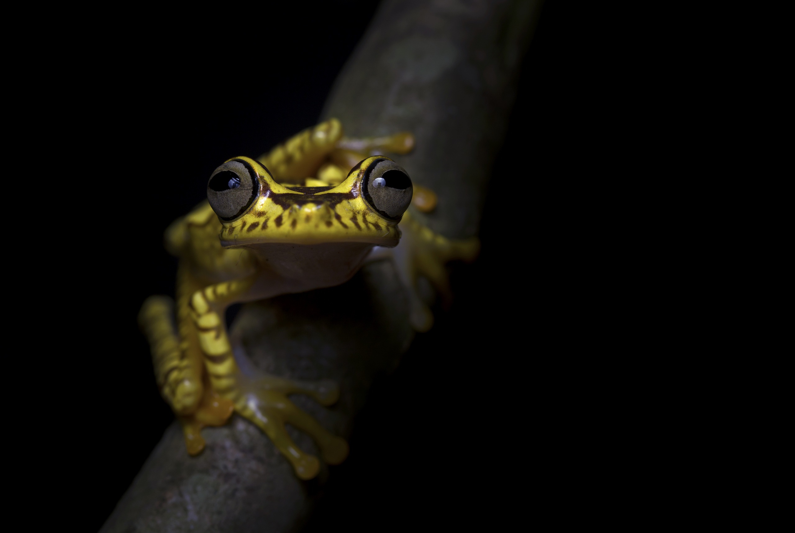 Download Stare Amphibian Animal Frog HD Wallpaper