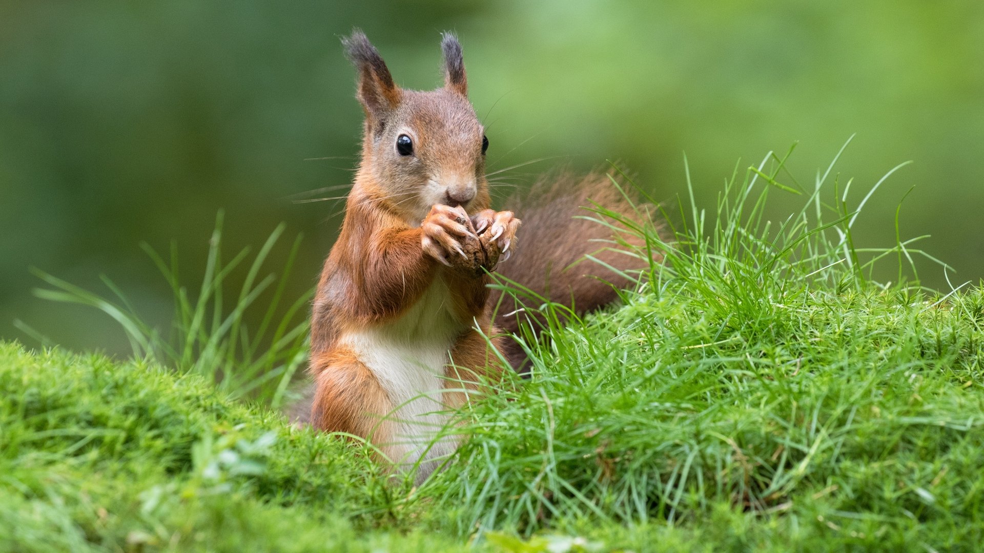4K Ultra HD Squirrel in Lush Green Grass - Nature’s Little Rodent ...