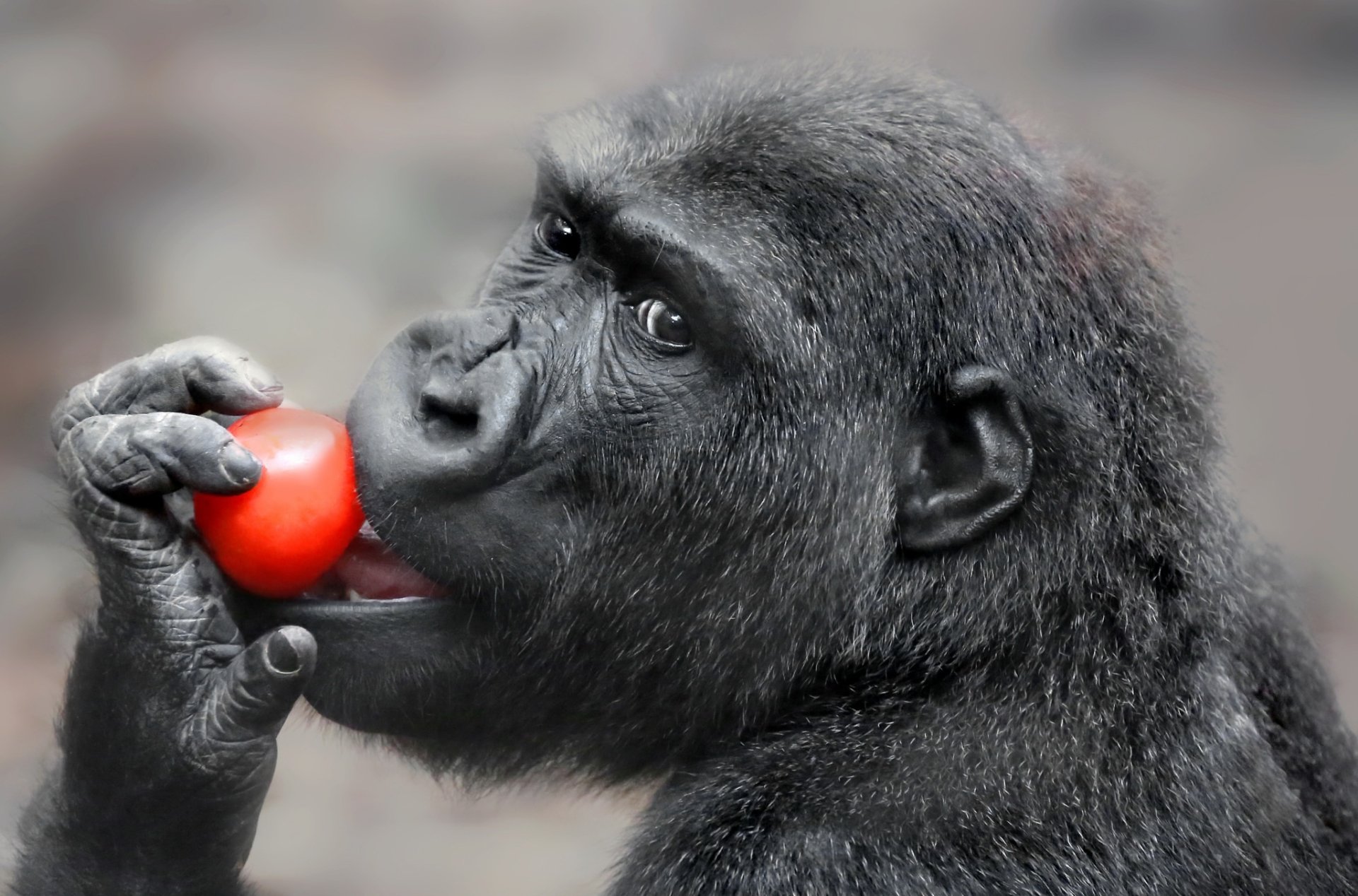 Majestic Gorilla HD Wallpaper: Nature’s Primate Close-Up