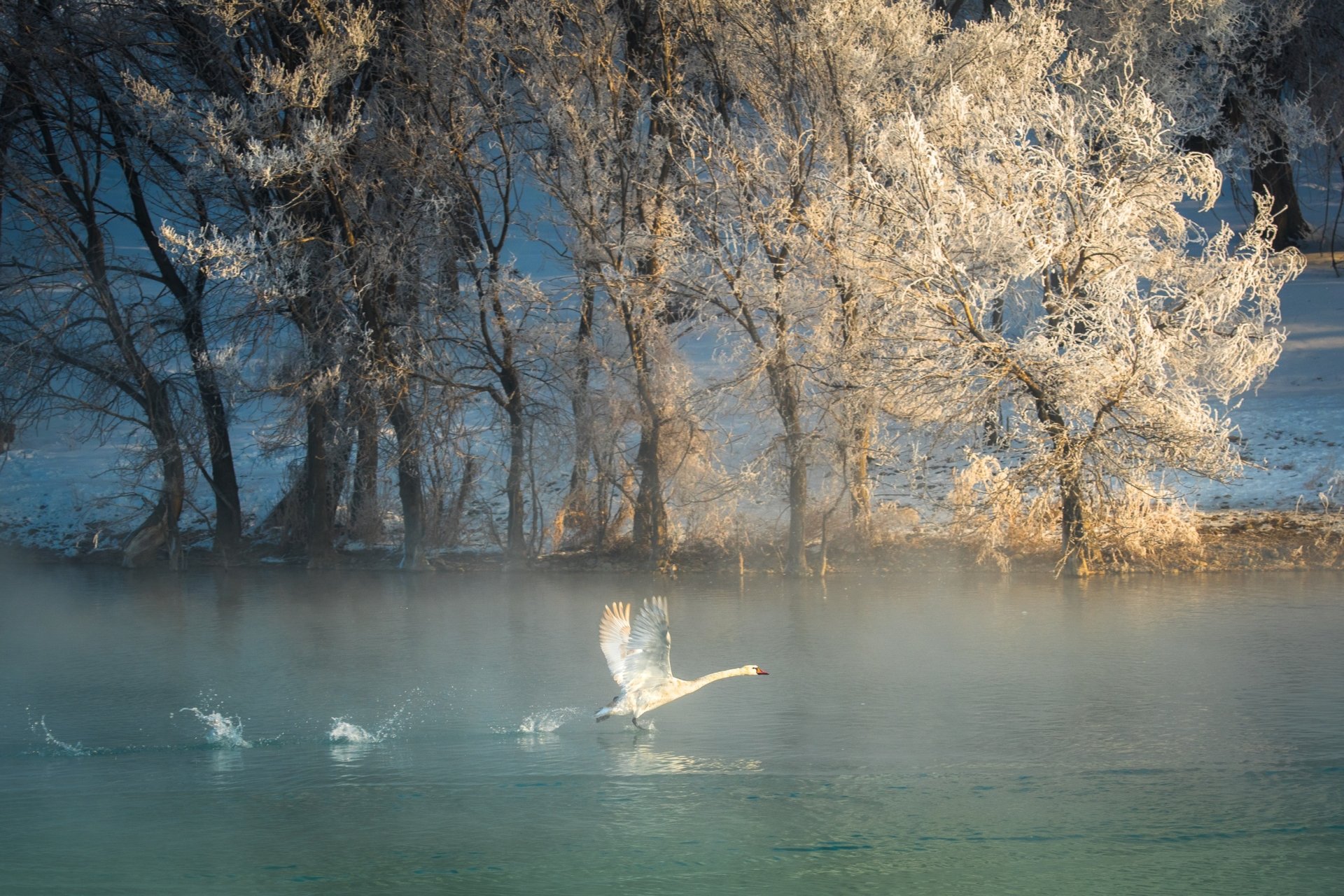 Majestic Mute Swan Glides Through Misty Winter Morning – HD Animal ...