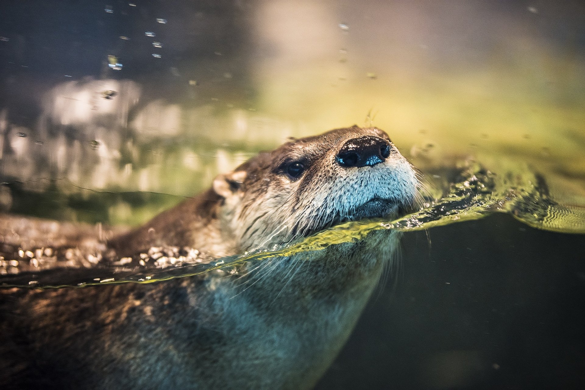 Serene Otter Glide: Stunning HD Water Animal Wallpaper