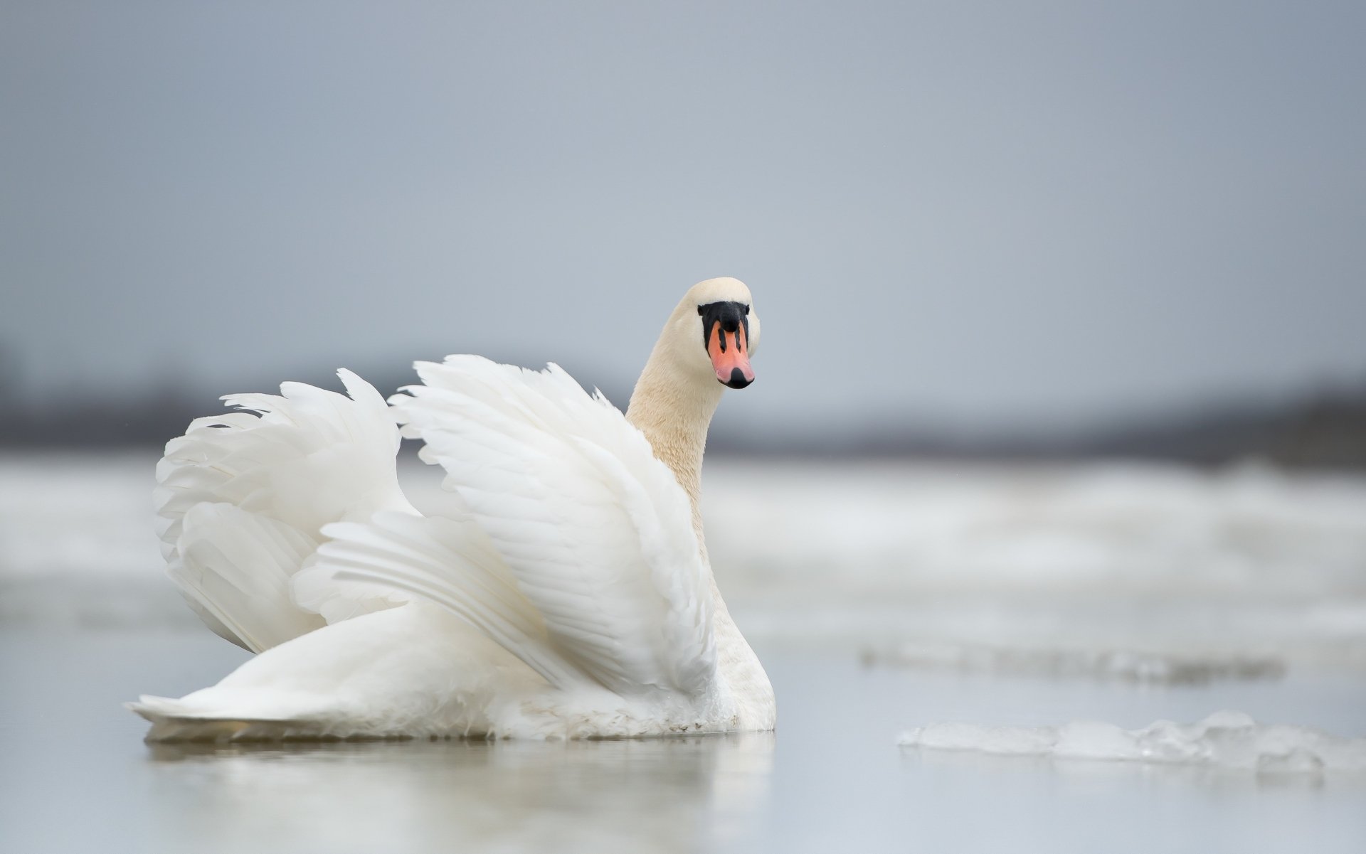 Download Depth Of Field Bird Swan Animal Mute Swan HD Wallpaper