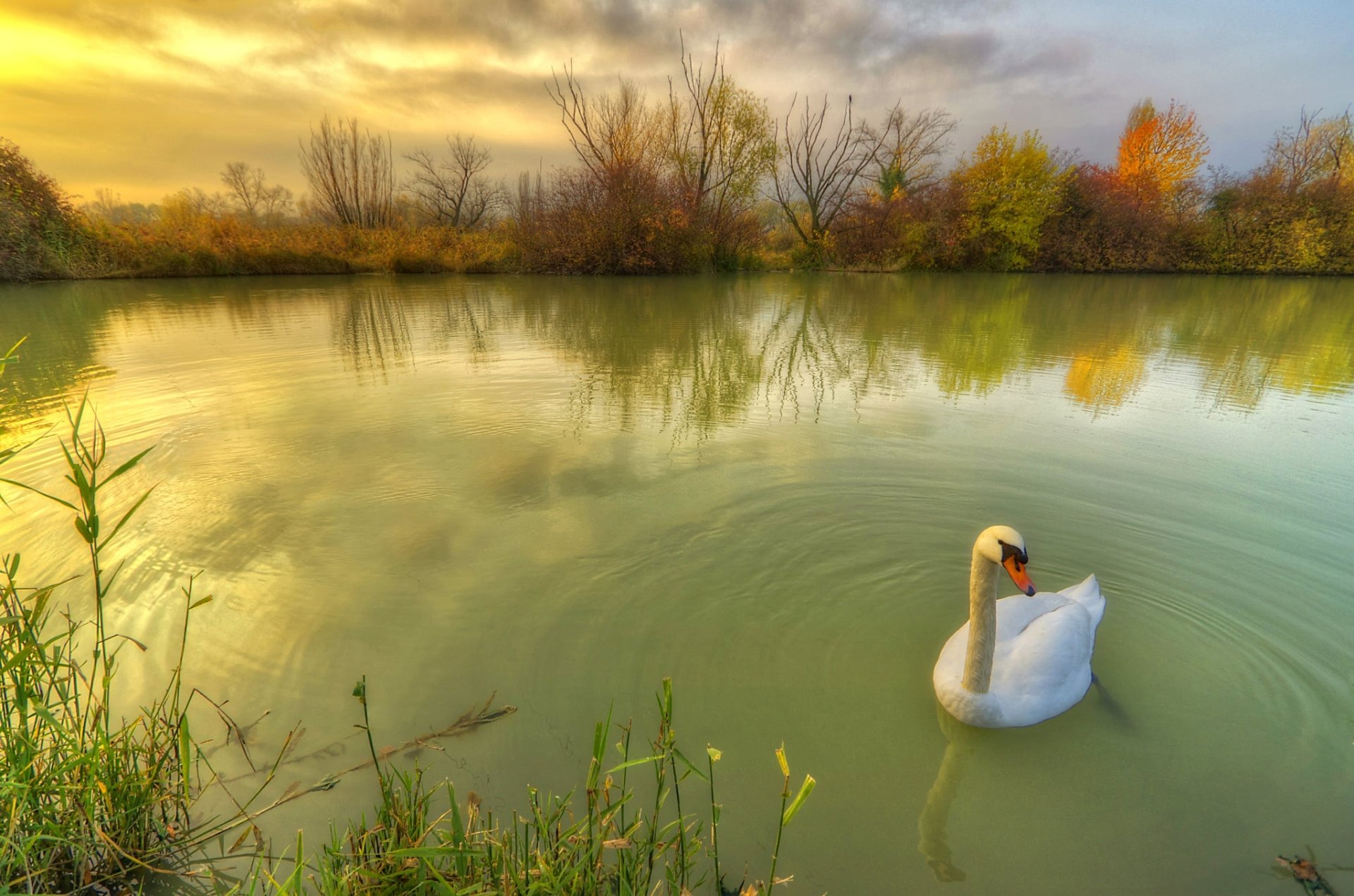Serene Fall Morning: Mute Swan Gliding on Tranquil Pond – HD Wildlife ...