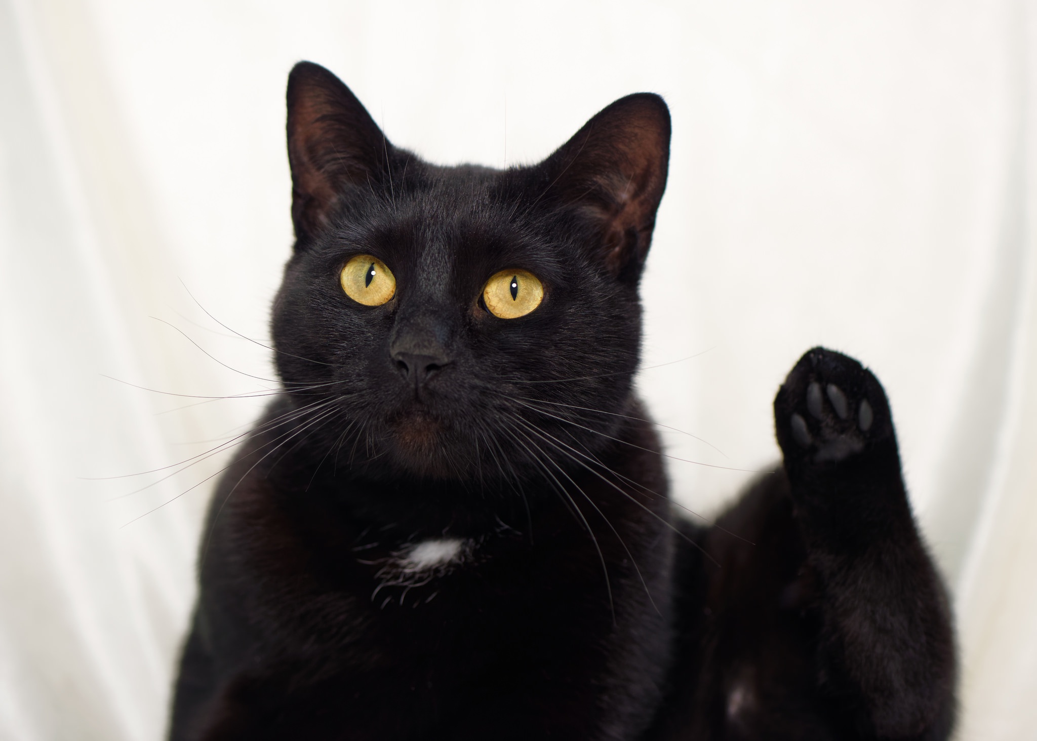 Download Black Cat Animal Cat HD Wallpaper