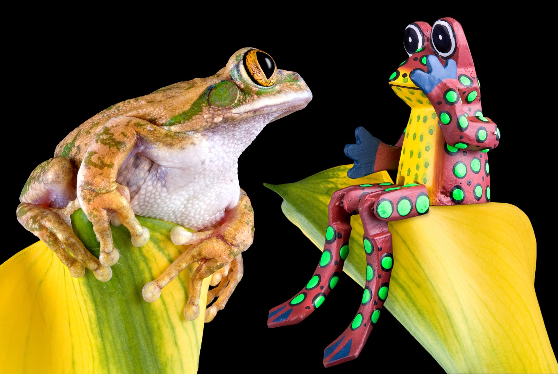 Ultra HD Frogs: Real Amphibian Meets Colorful Toy Delight