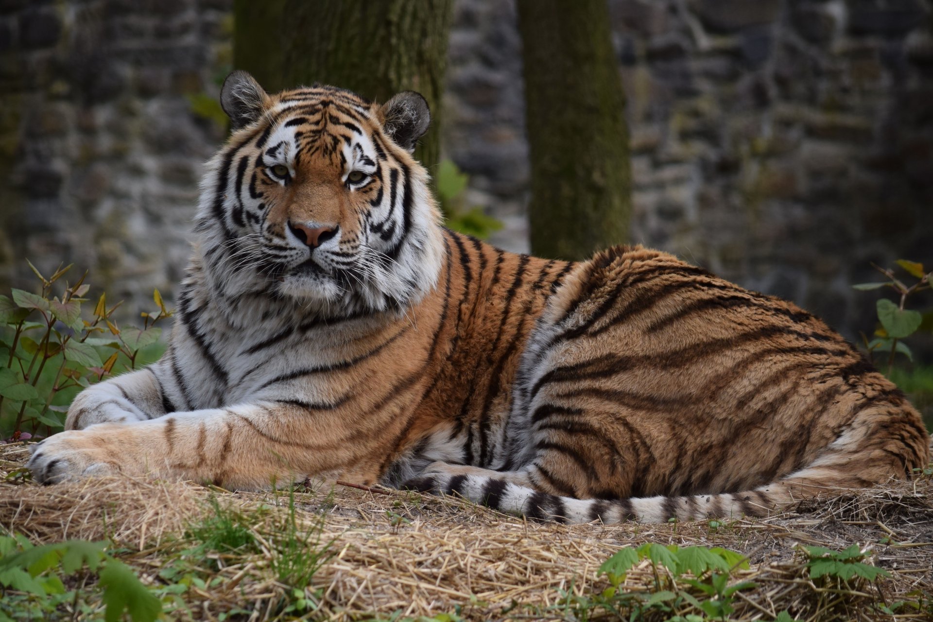 Majestic Tiger: 4K Ultra HD Wallpaper | 5296x3531 | Wallpaper Abyss