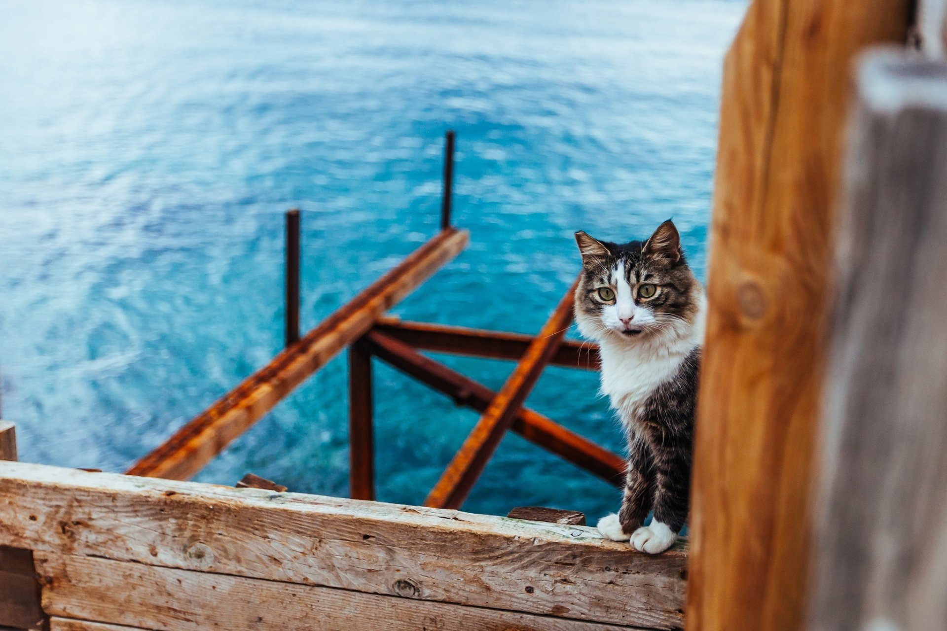 Coastal Cat HD Wallpaper