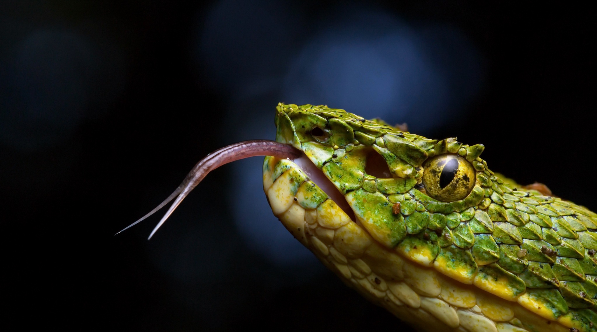 Download Reptile Snake Animal Viper HD Wallpaper