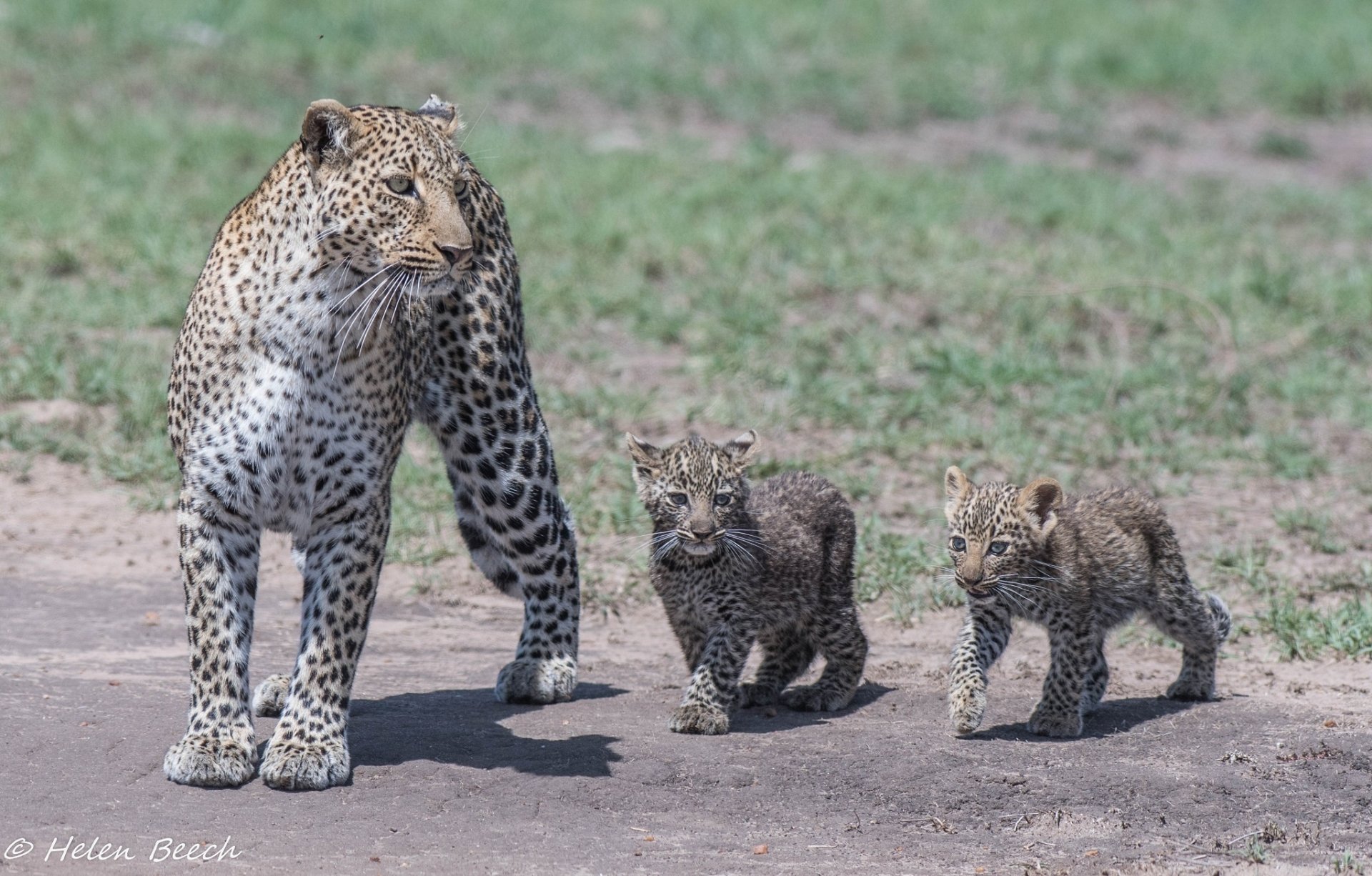 Majestic Leopard Cub Family HD Wallpaper: Wild Elegance in Nature