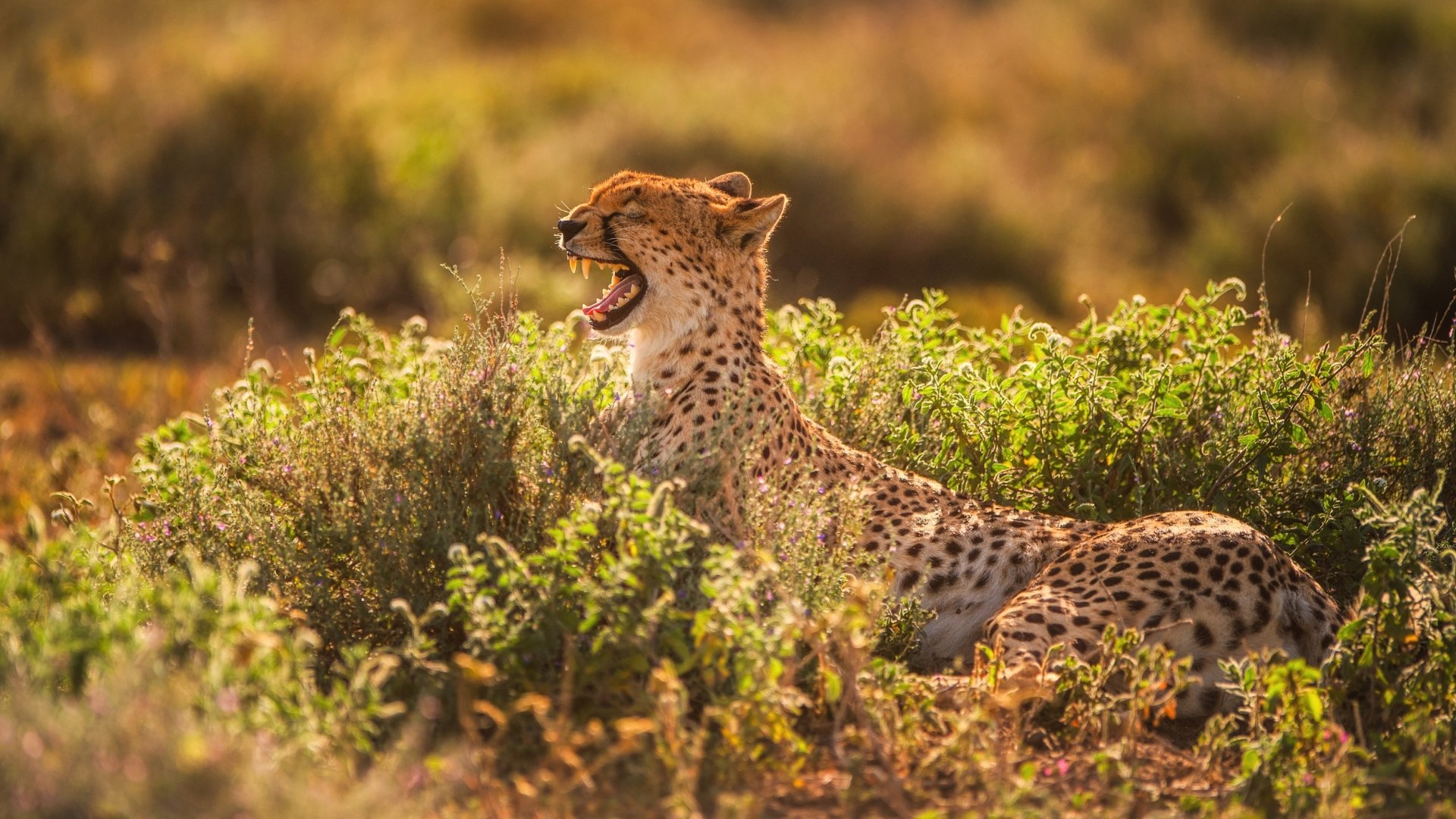 Download Animal Cheetah HD Wallpaper