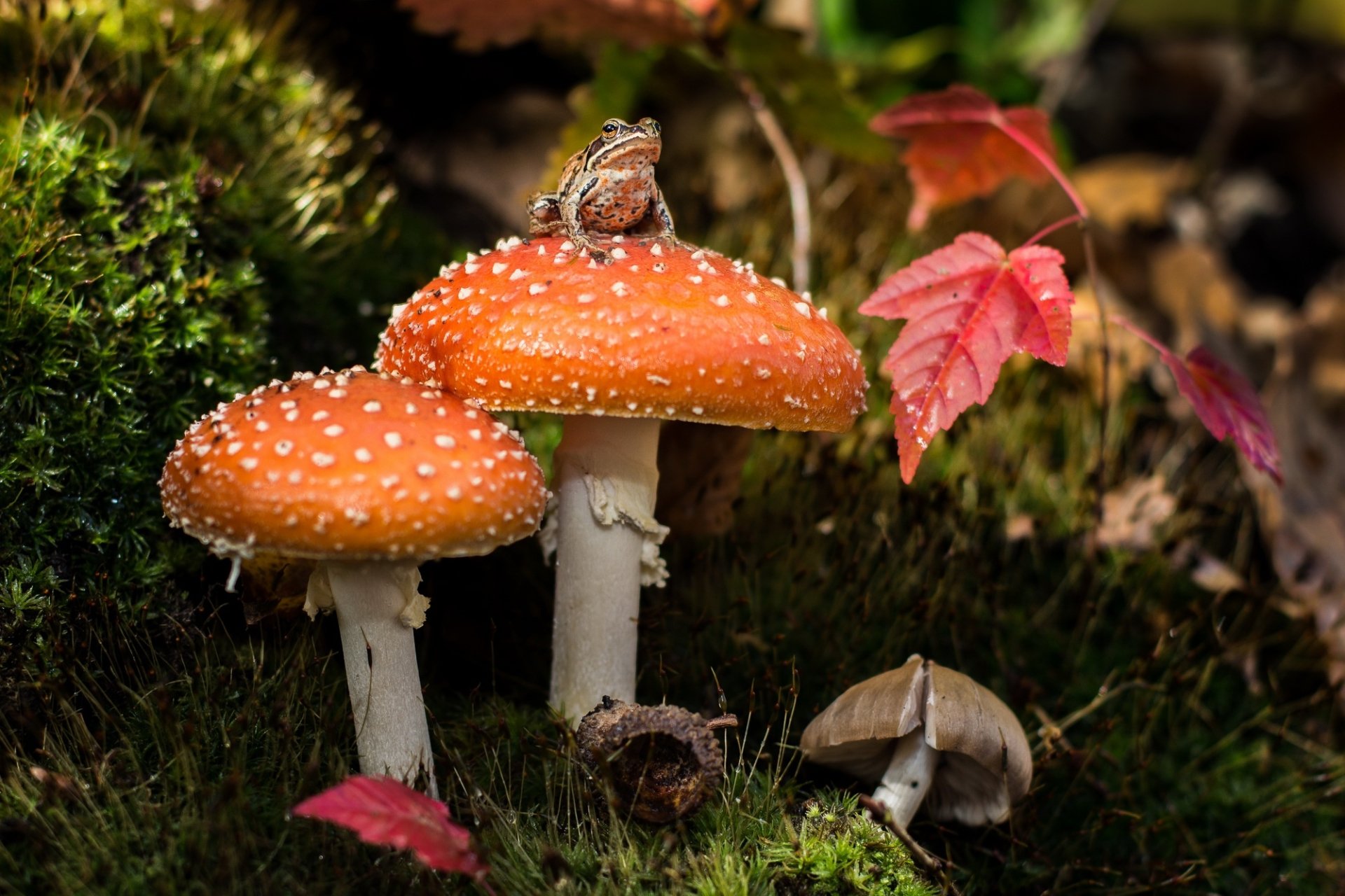 Autumn Frog Perched on Vibrant Mushrooms – HD Nature Wallpaper