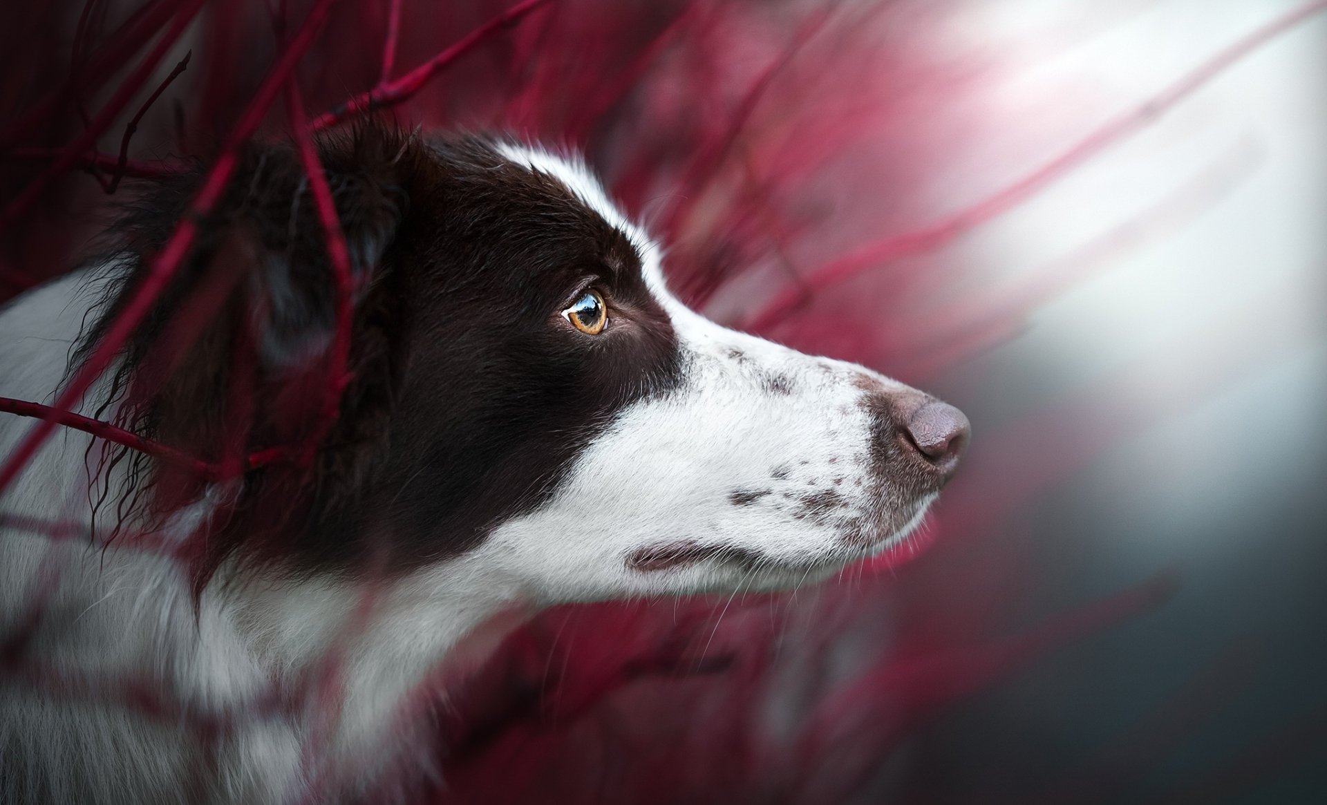 Download Muzzle Dog Animal Border Collie HD Wallpaper