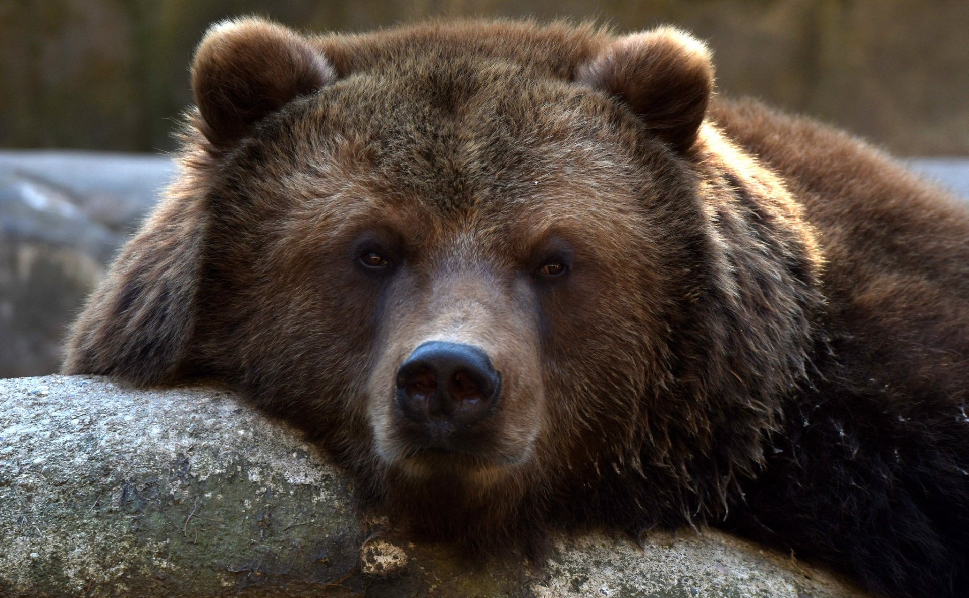 Download Stare Animal Bear HD Wallpaper