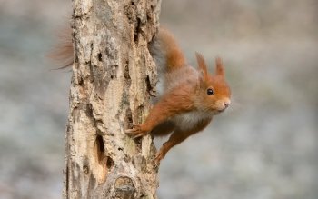 Download Rodent Squirrel Animal PFP