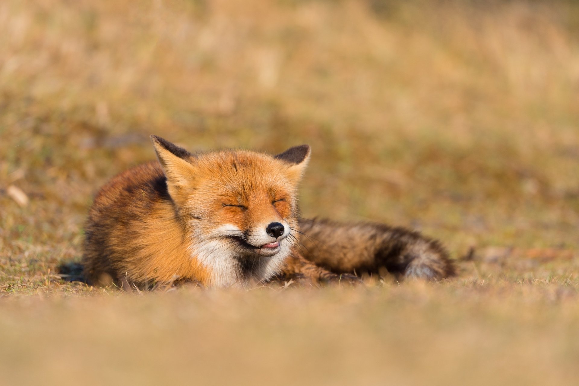 Serene Fox HD Wallpaper: Nature’s Quiet Moment