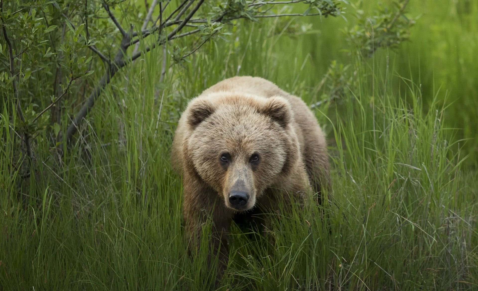 Download Stare Animal Bear HD Wallpaper