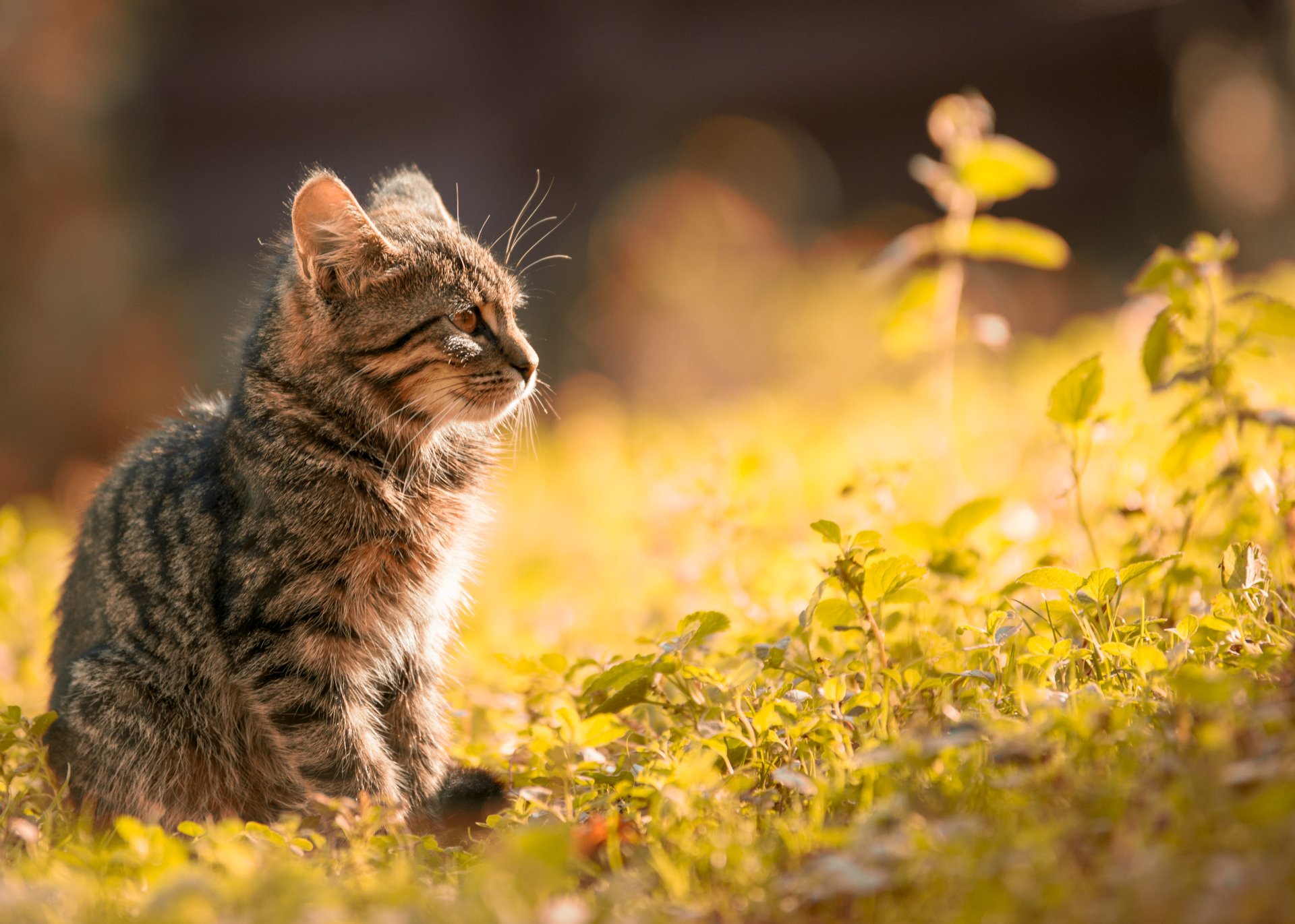 Majestic Cat in Golden Light – 4K Ultra HD Depth of Field Wallpaper