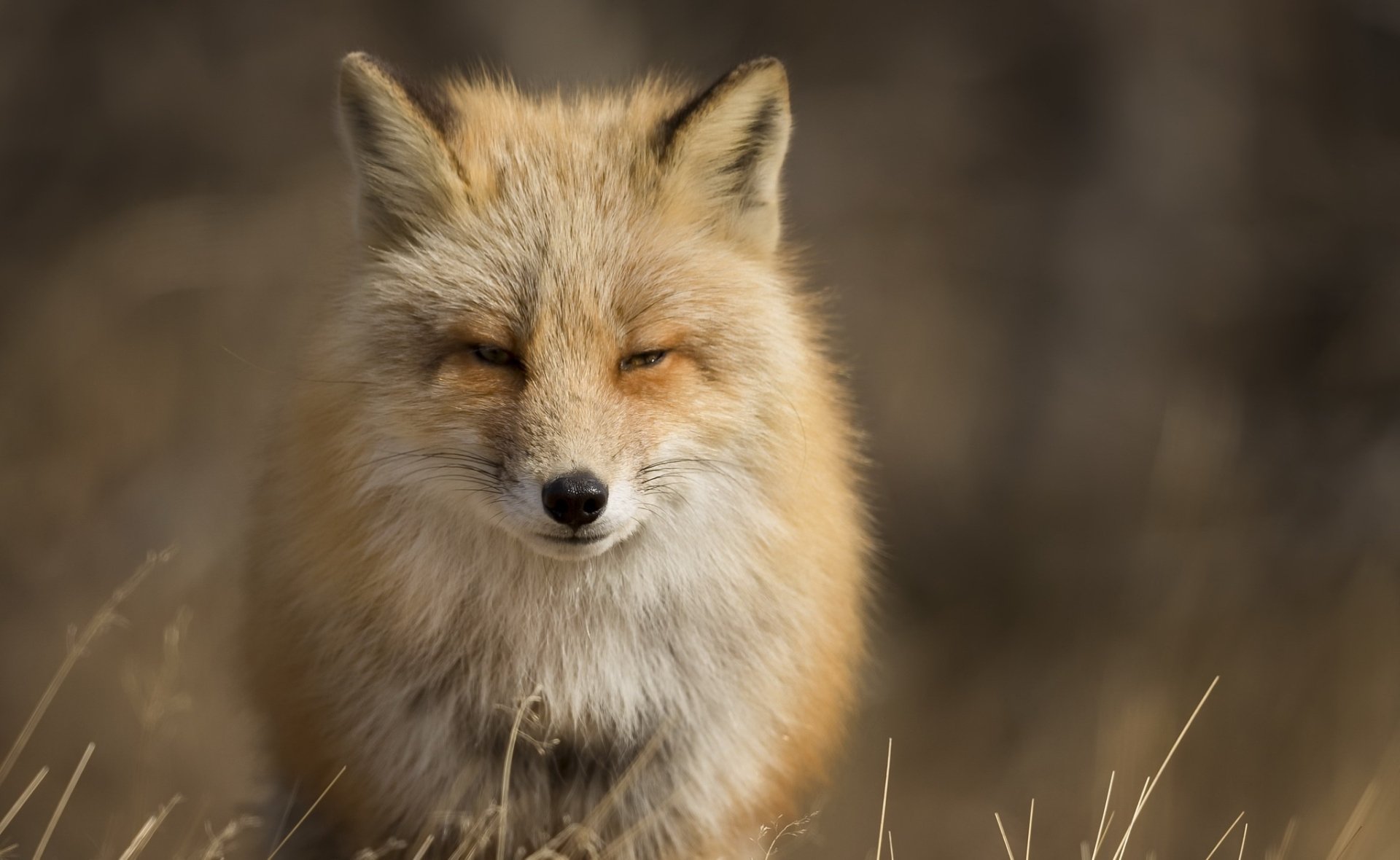 Download Stare Animal Fox HD Wallpaper