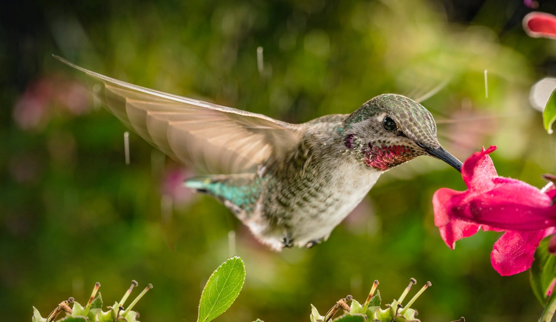 Download Close-up Bird Animal Hummingbird HD Wallpaper