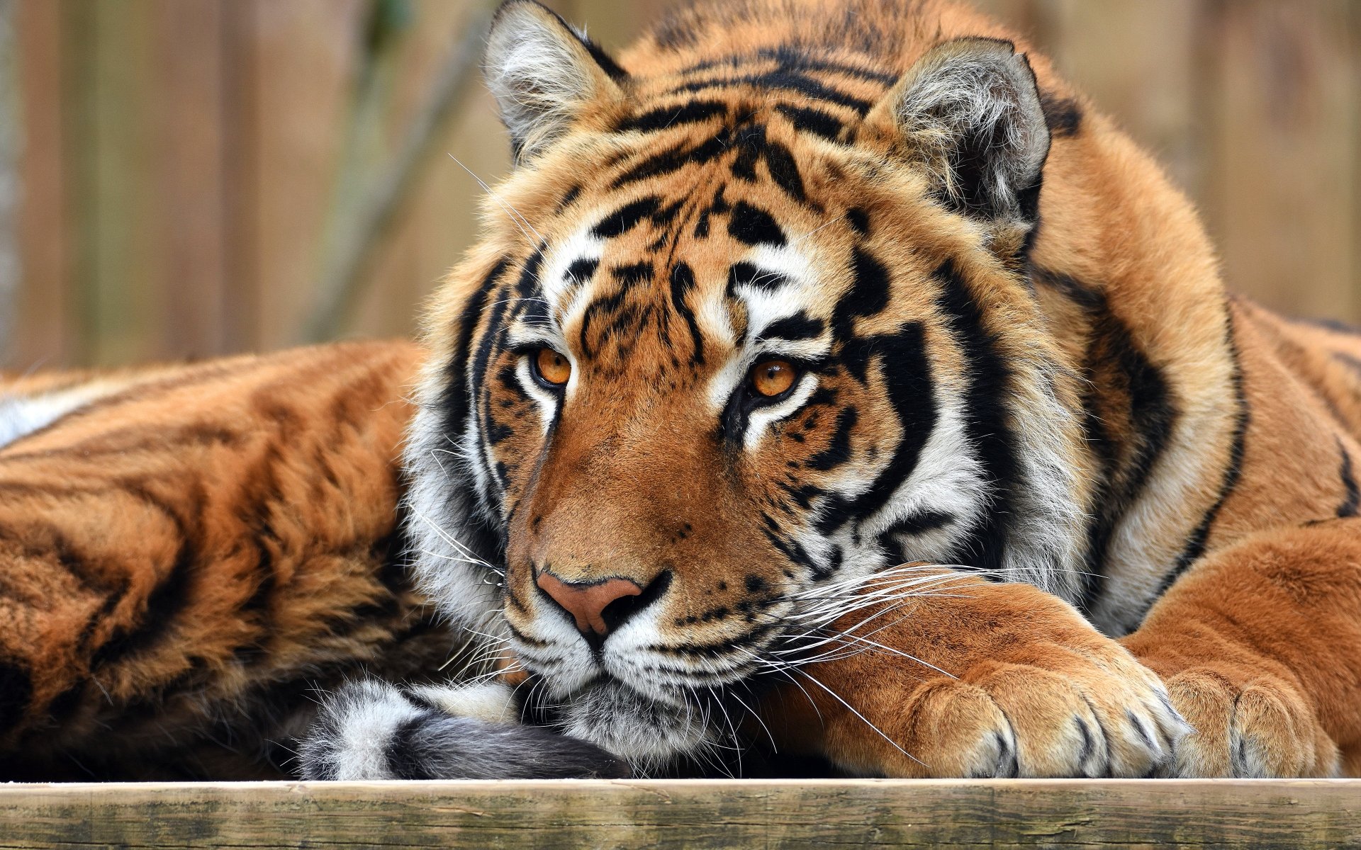 Majestic Tiger in 4K Ultra HD: Stunning Animal Portrait | 3840x2400 ...