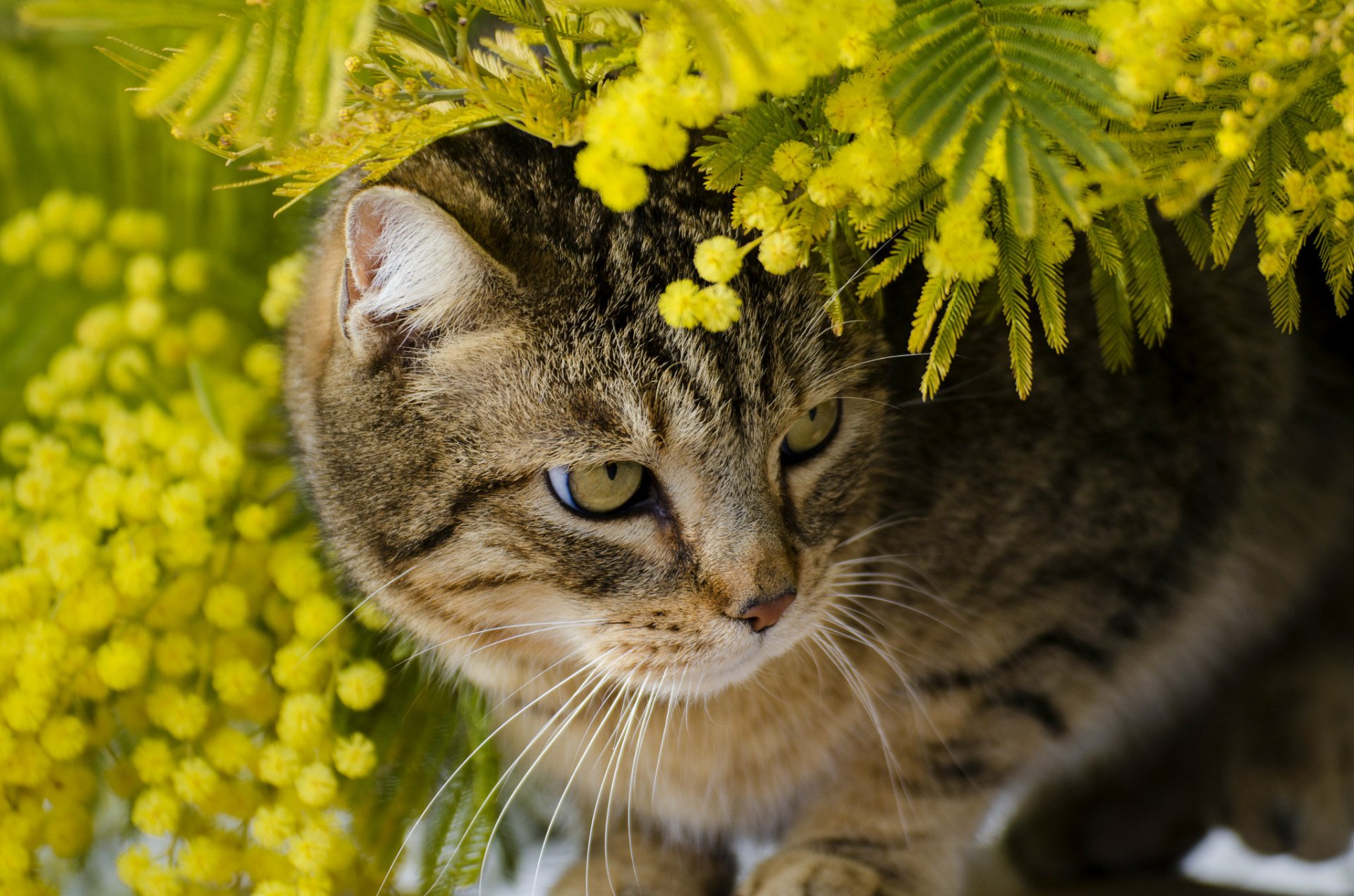 Serene Cat in Bloom - HD Wallpaper