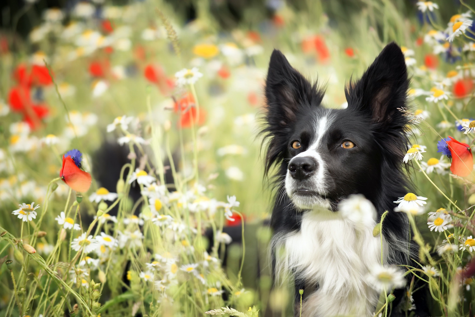 Download Flower Dog Animal Border Collie HD Wallpaper