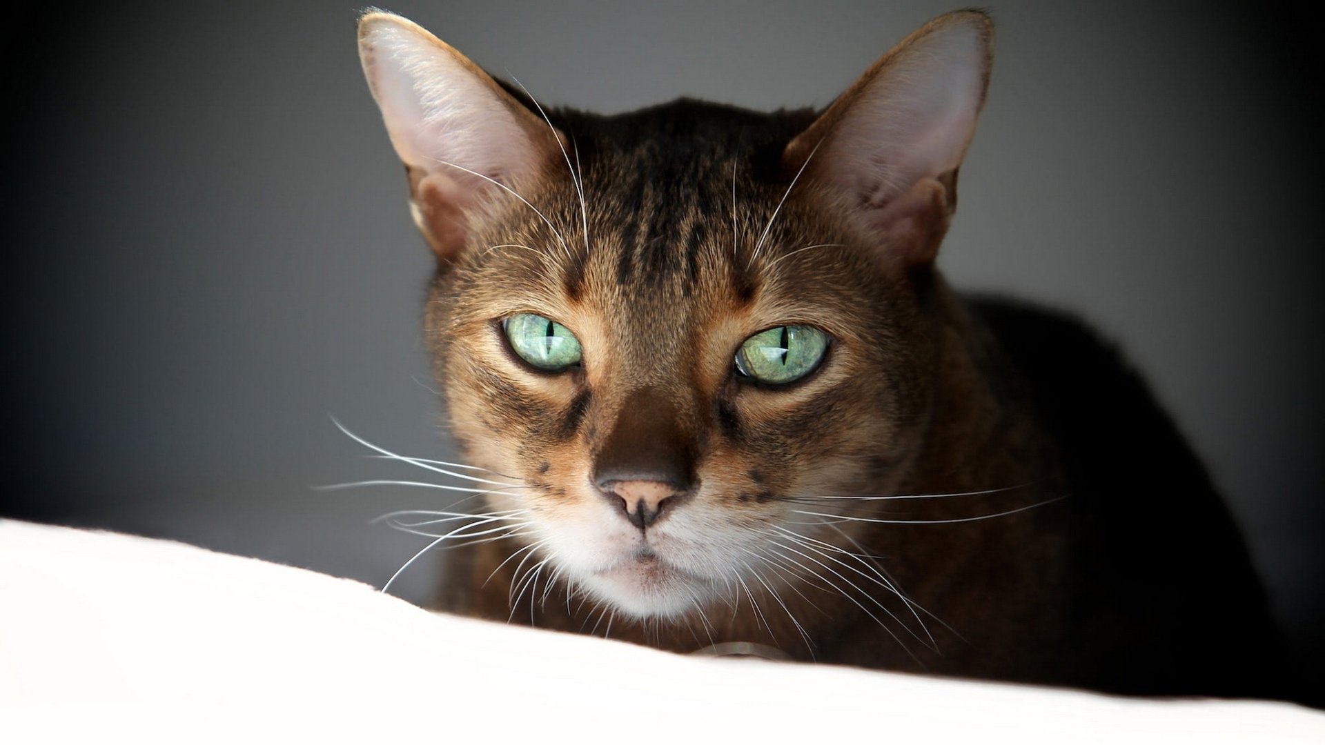 Download Stare Animal Cat Hd Wallpaper