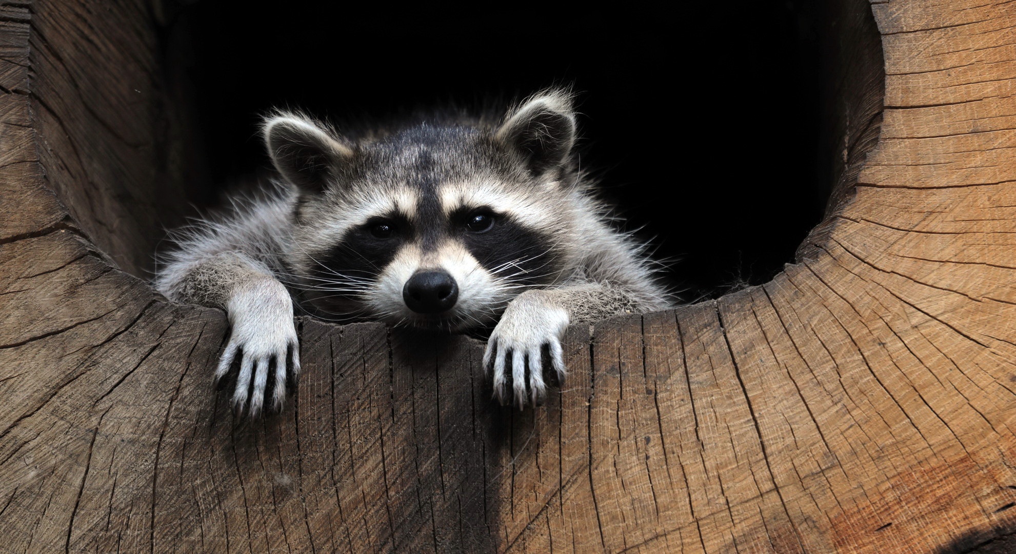 Majestic Raccoon Peek: Stunning HD Animal Wallpaper
