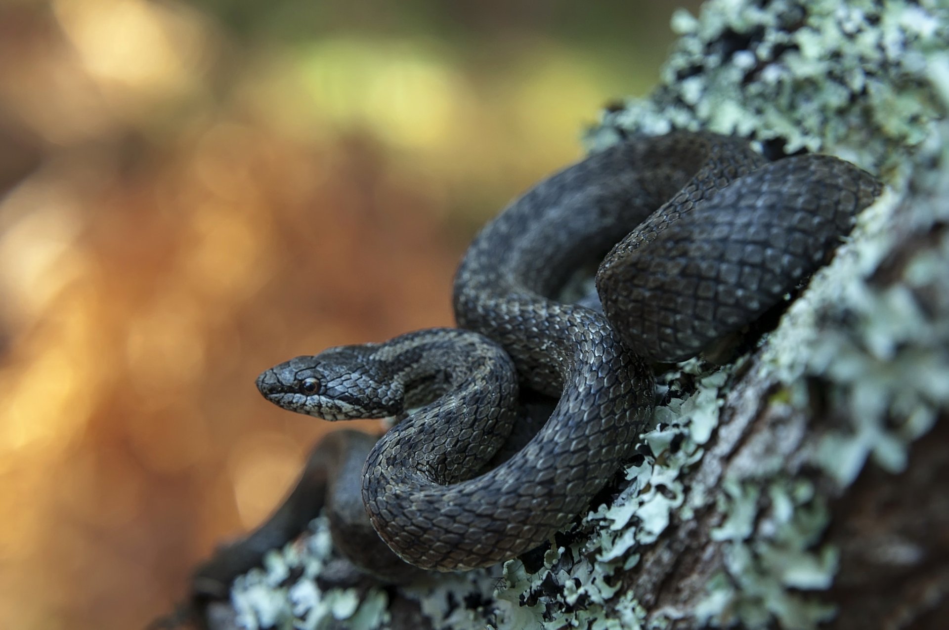Lichen Perch — HD Tree Snake Wallpaper
