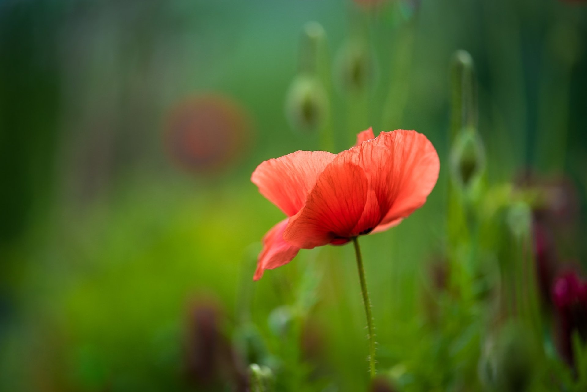 Download Wallpaper Red Poppy