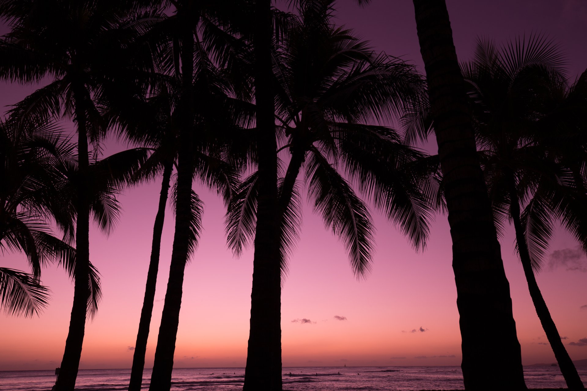 Download Tree Nature Palm Tree 4k Ultra HD Wallpaper | 5184x3456 ...