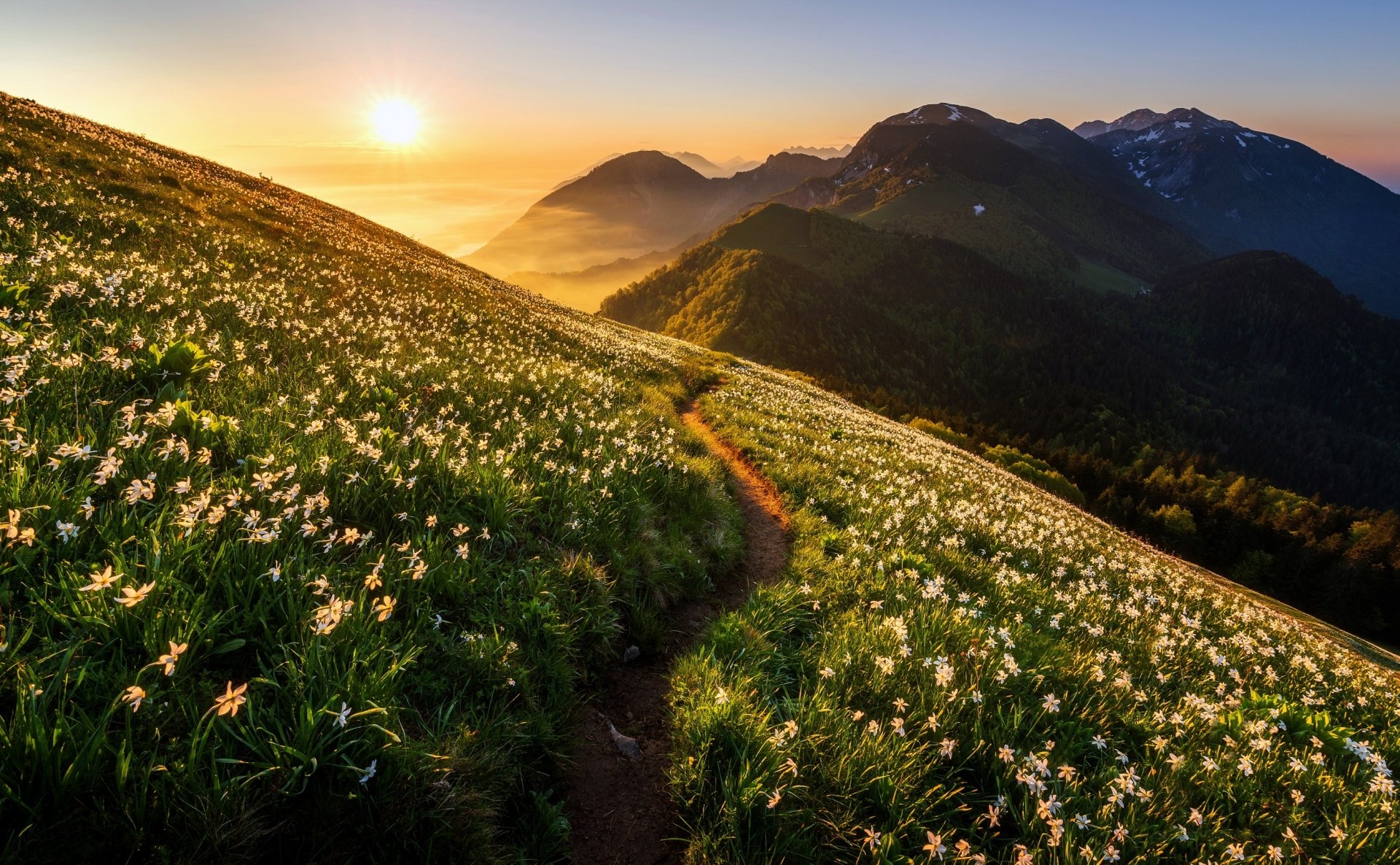 Download Mountain Sun Landscape White Flower Nature Path HD Wallpaper