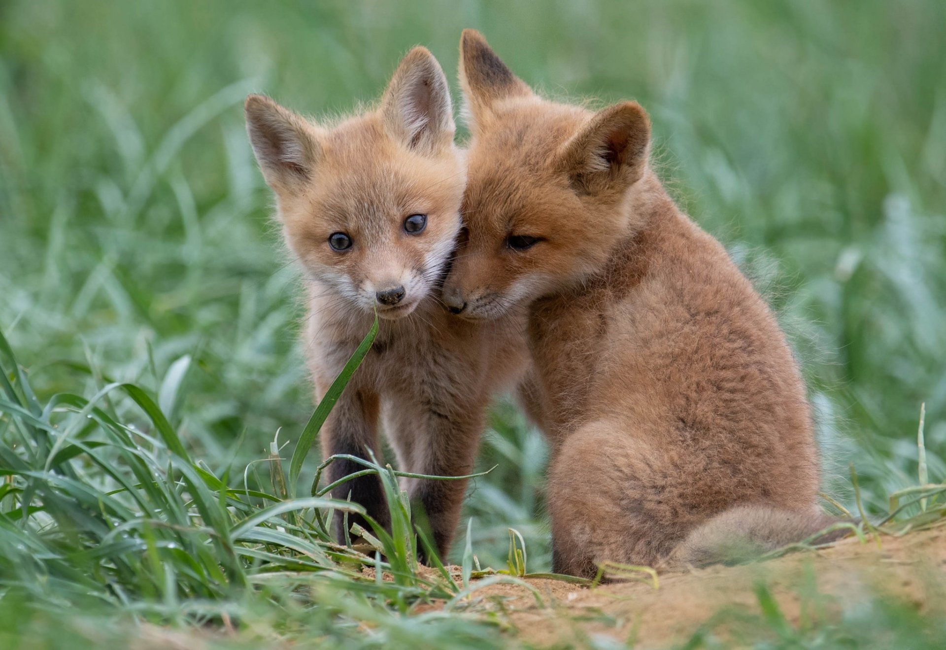 Adorable Fox Cubs: HD Baby Animal Charm Wallpaper