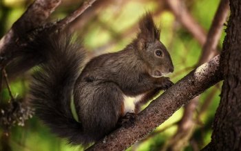 Download Rodent Squirrel Animal PFP