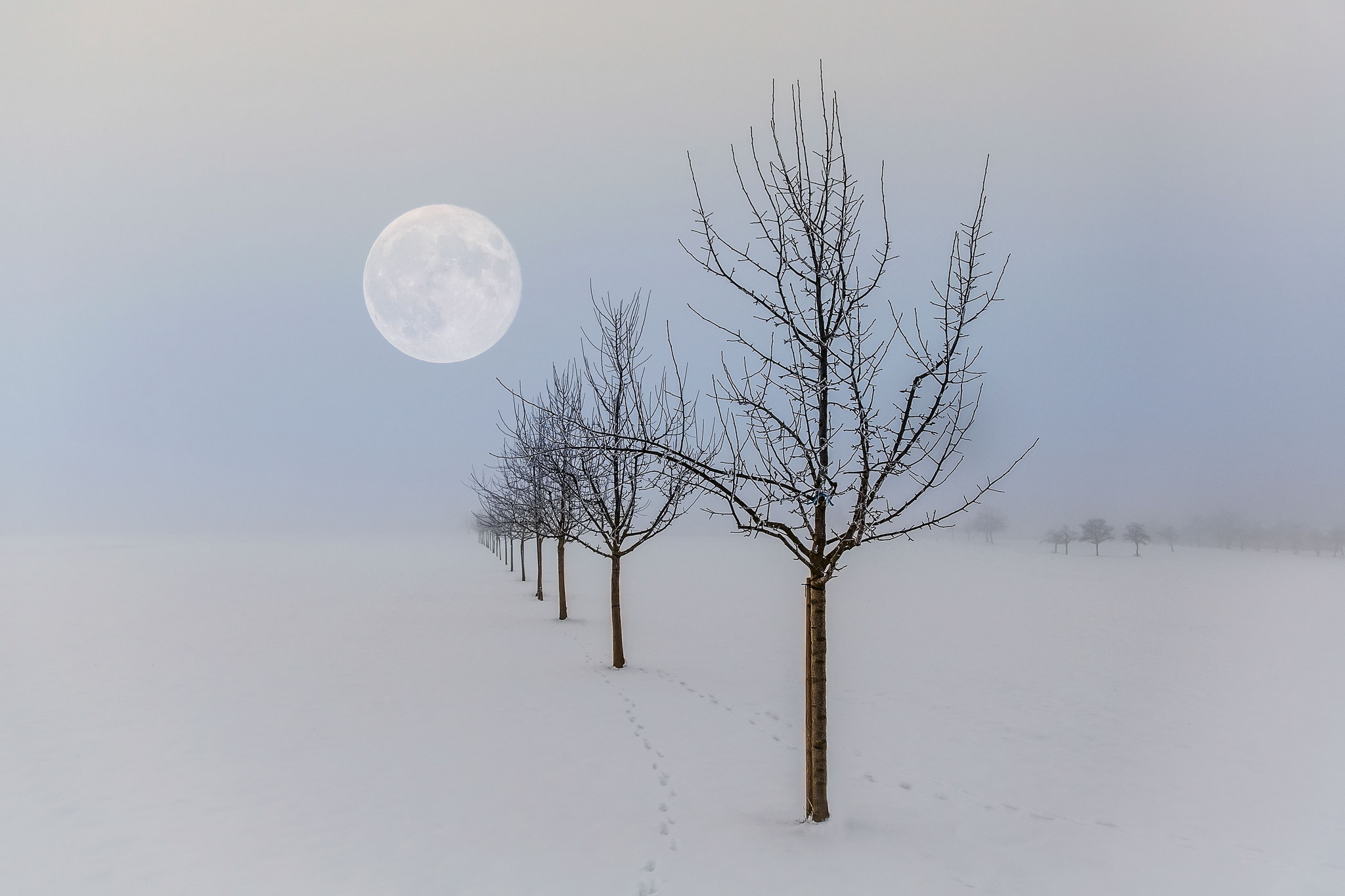 Download Snow Tree Fog Winter Nature Moon HD Wallpaper