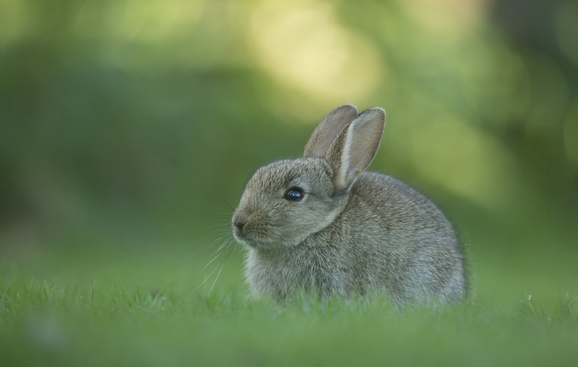 Gentle Rabbit in Lush Green – HD Animal Wallpaper